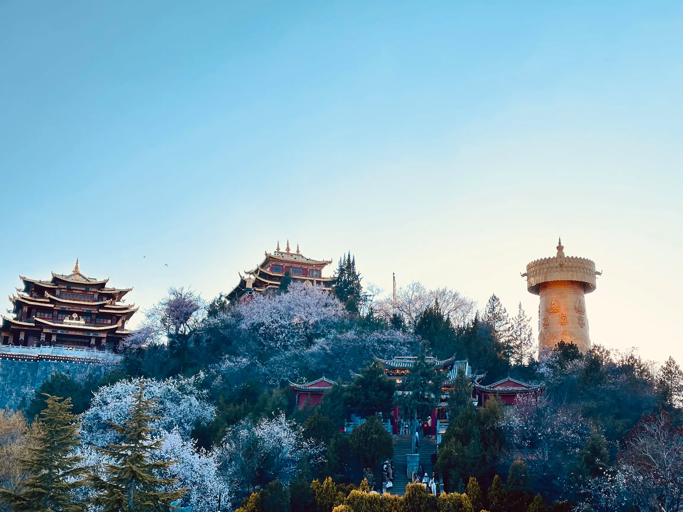 ดอกไม้ที่เมืองเก่า Shangri-La ก็บานสะพรั่งแล้วนะ 🌸 | แกลเลอรีที่โพสต์โดย Eric Do | Lemon8