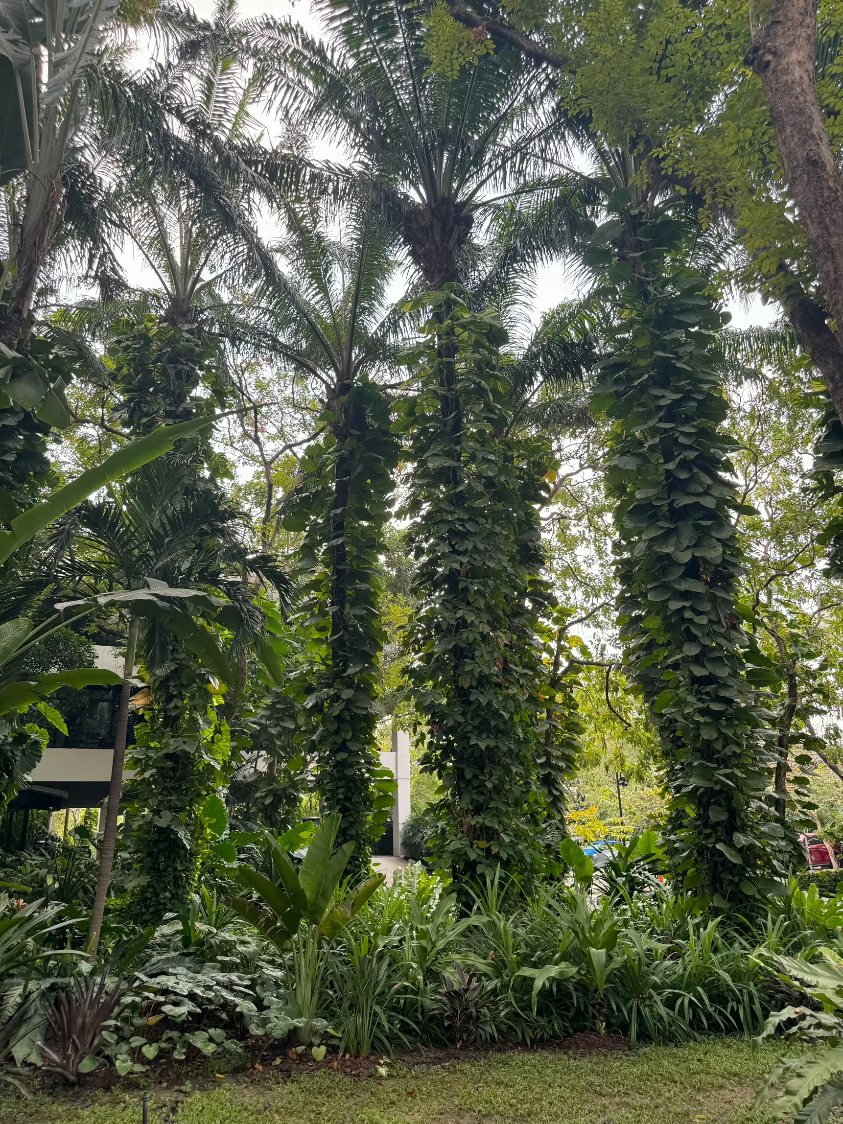 Mivana organic forest coffee | แกลเลอรีที่โพสต์โดย Eve433 | Lemon8