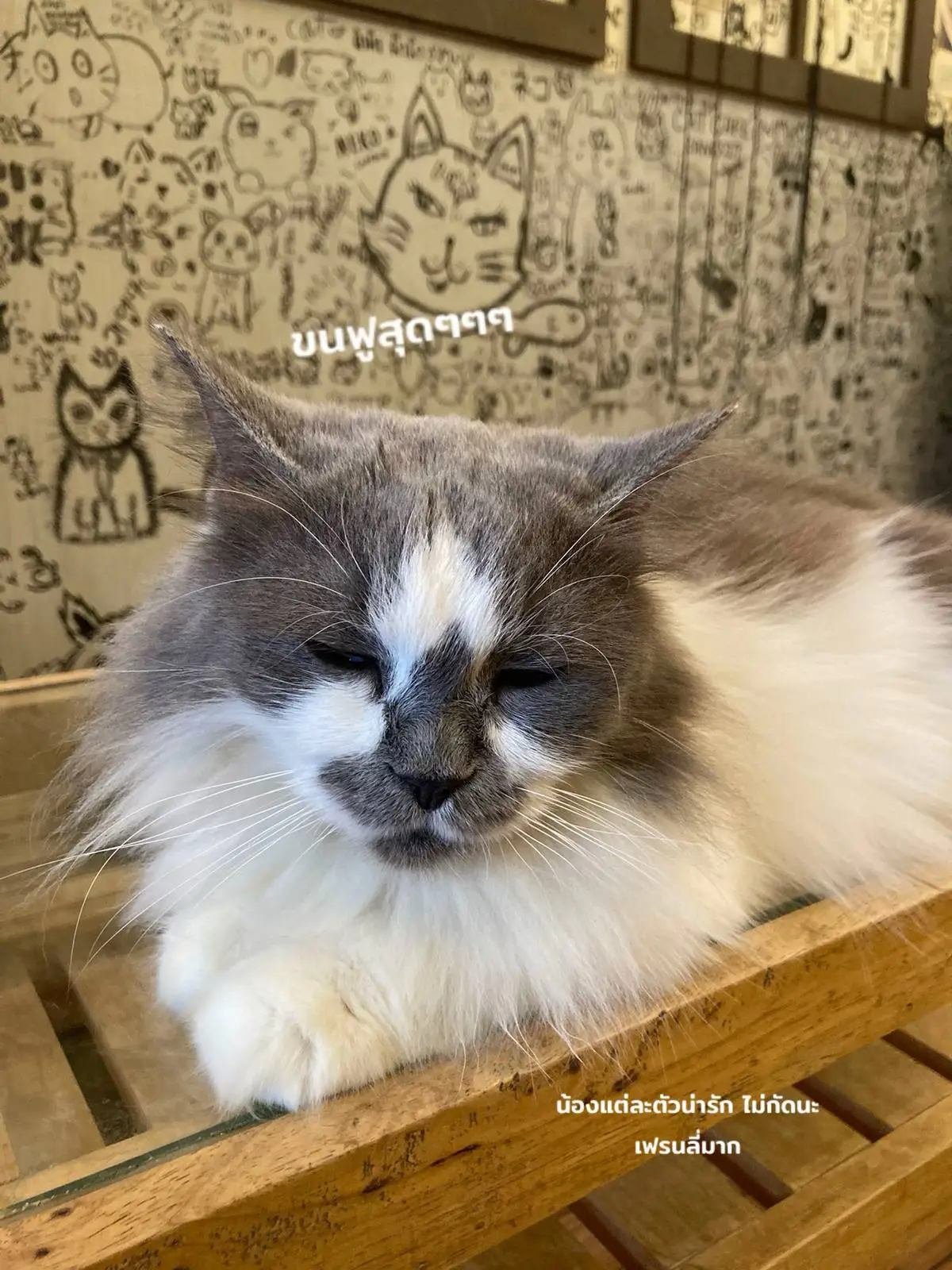 คาเฟ่แมวรังสิต แมวมากกว่า 40ตัว 📍 Cat Cafe Rangsit | แกลเลอรีที่โพสต์โดย zeerryyy | Lemon8