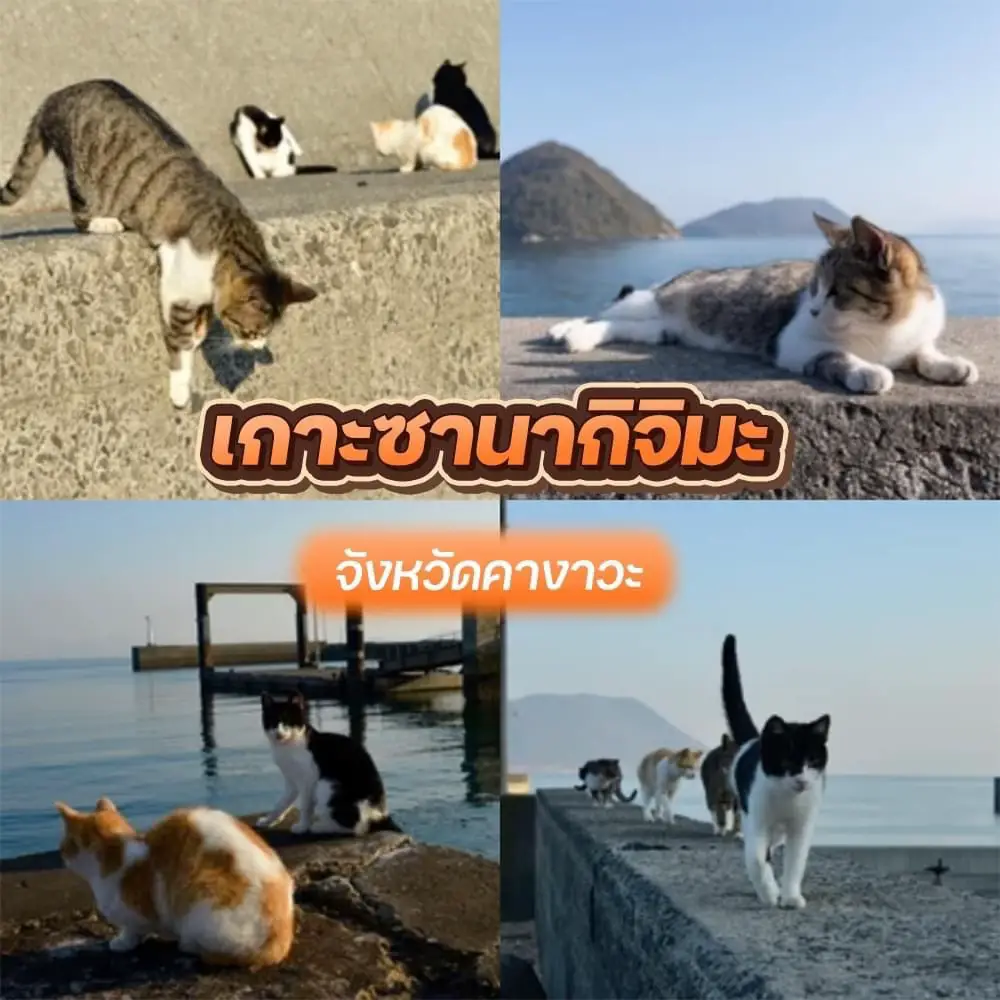 แจกพิกัด 6 เกาะแมวน่าเที่ยว🐈🐈‍⬛🐾 | แกลเลอรีที่โพสต์โดย Proxumer | Lemon8
