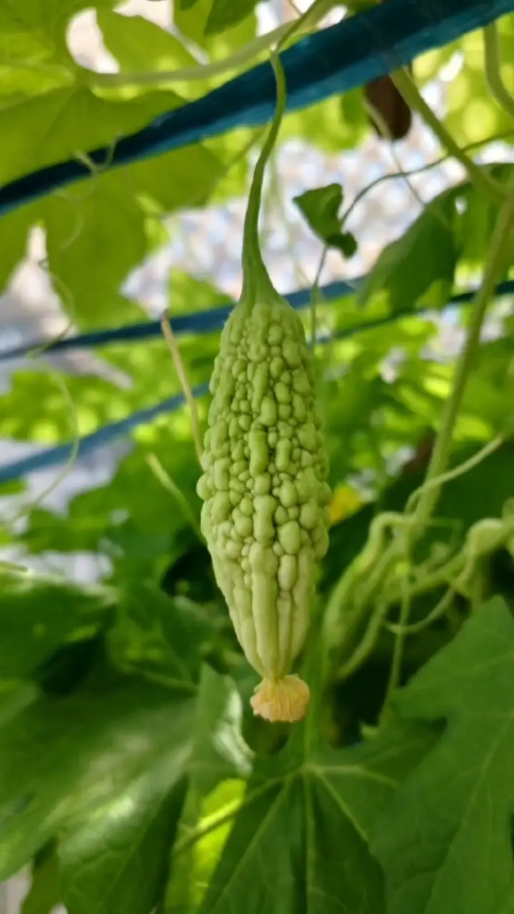 Awal pembuahan Pare Putih Jyunpaku Okinawa | วิดีโอที่เผยแพร่โดย ...