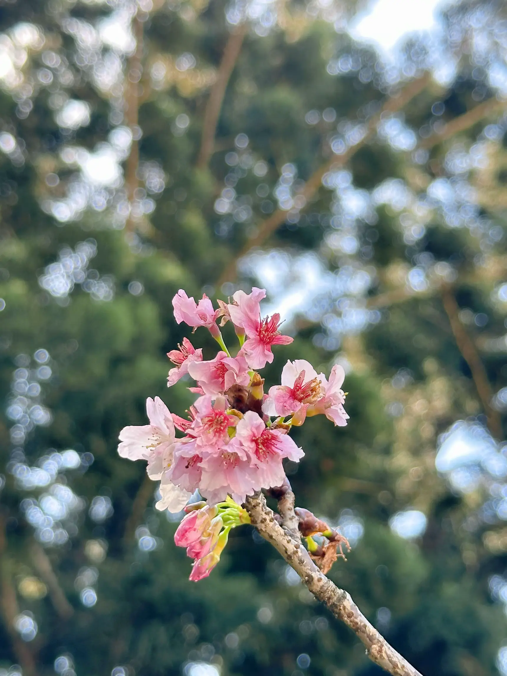 Sakura in Taipei | แกลเลอรีที่โพสต์โดย Phi Phi | Lemon8