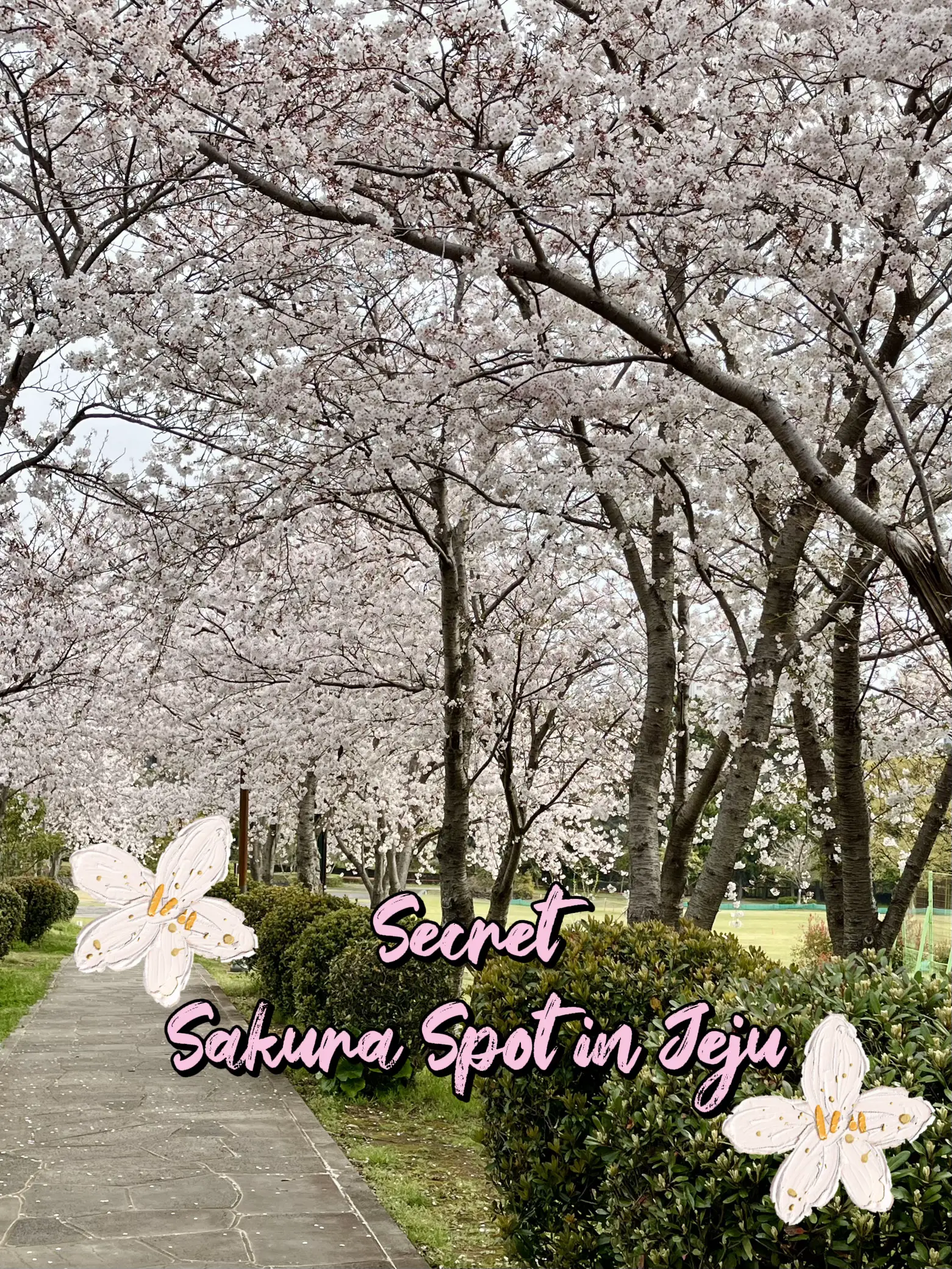 Secret Sakura Spot in Jeju!🌸 | Gallery posted by OurBTOhome 🏡 | Lemon8
