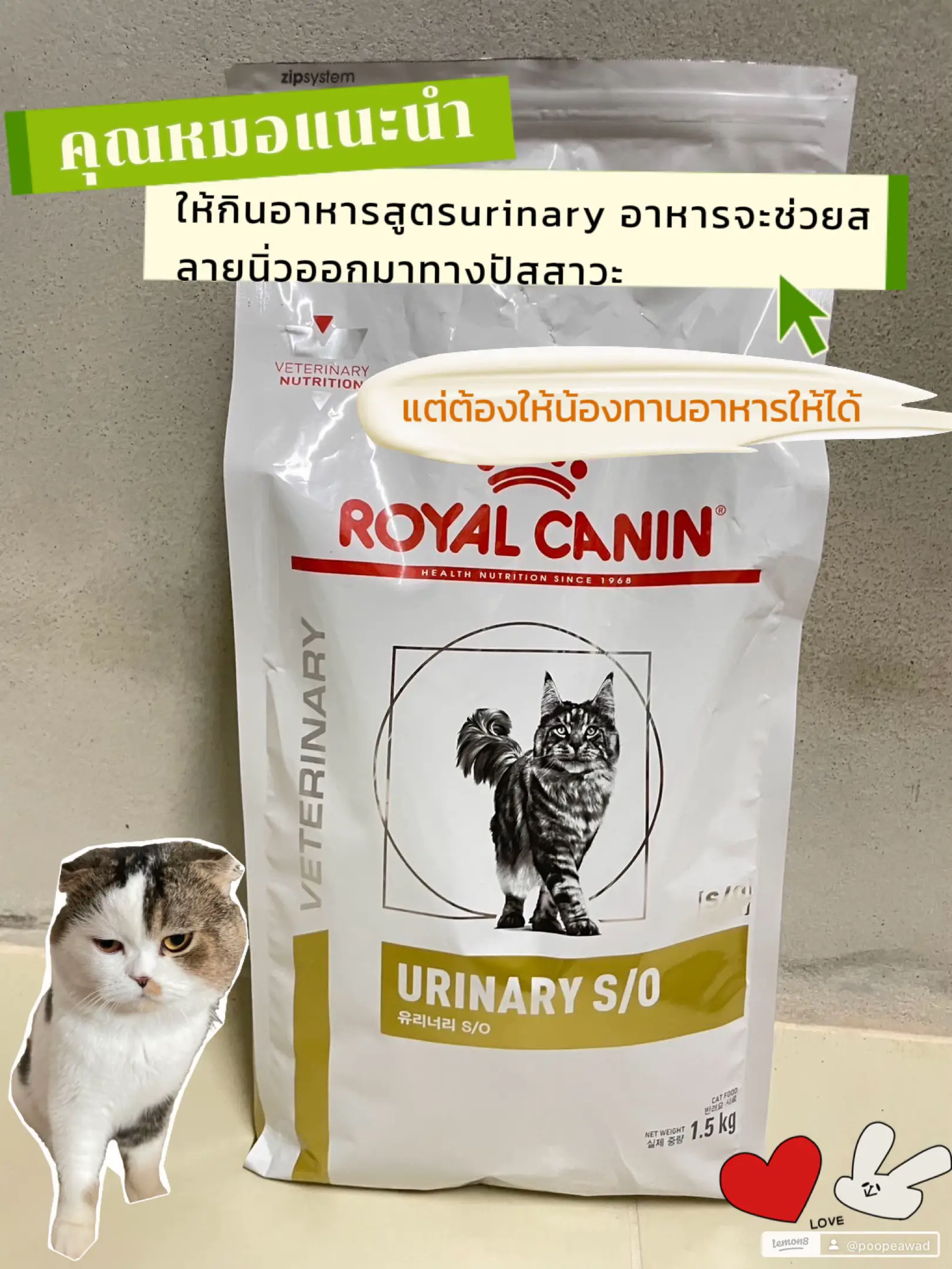 น้องแมวป่วยกระเพาะปัสสาวะอักเสบ | แกลเลอรีที่โพสต์โดย Poo🦀PEAW | Lemon8