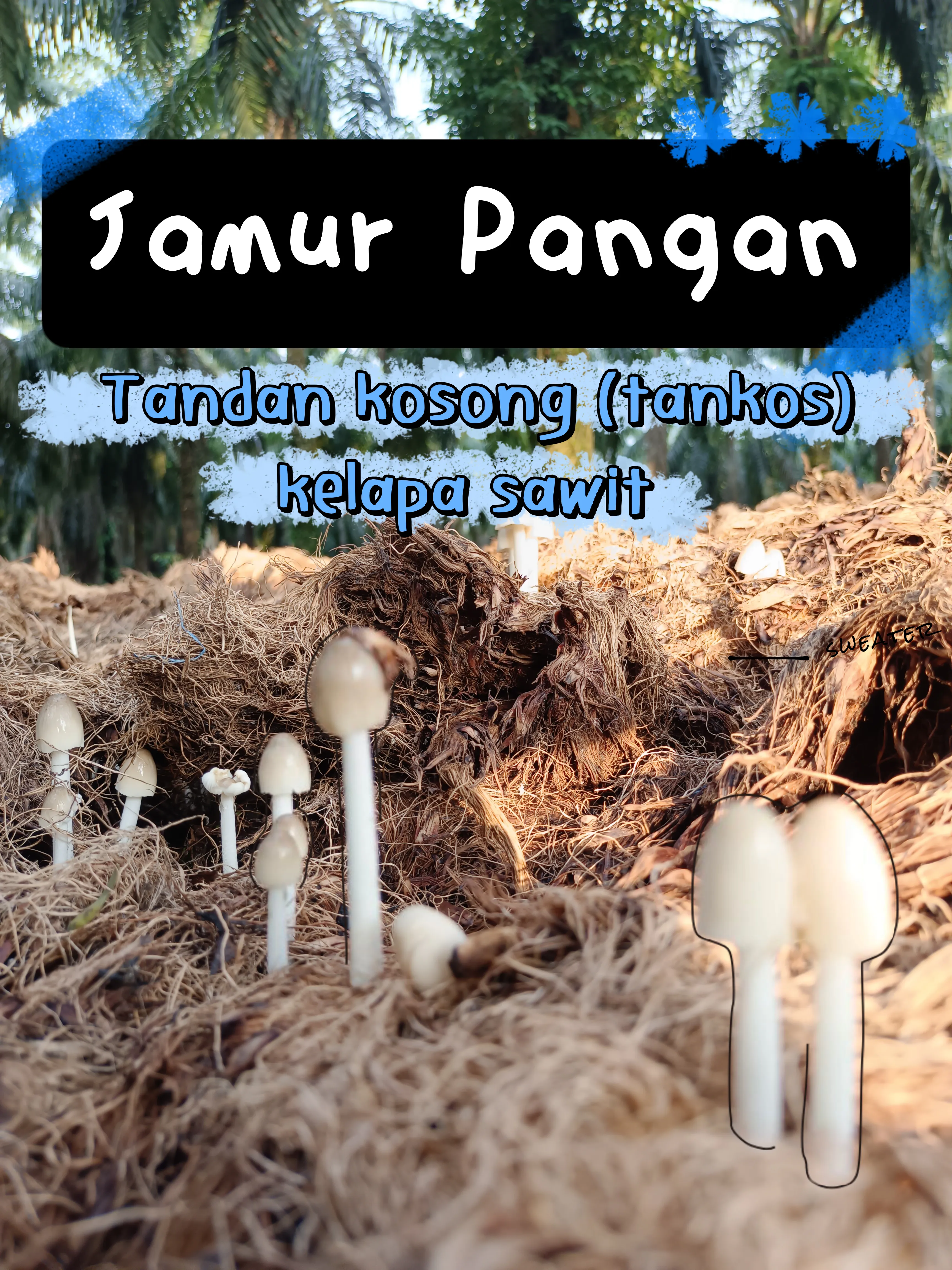 Jamur Pangan Tankos Kelapa Sawit | Galeri diposting oleh imwida | Lemon8