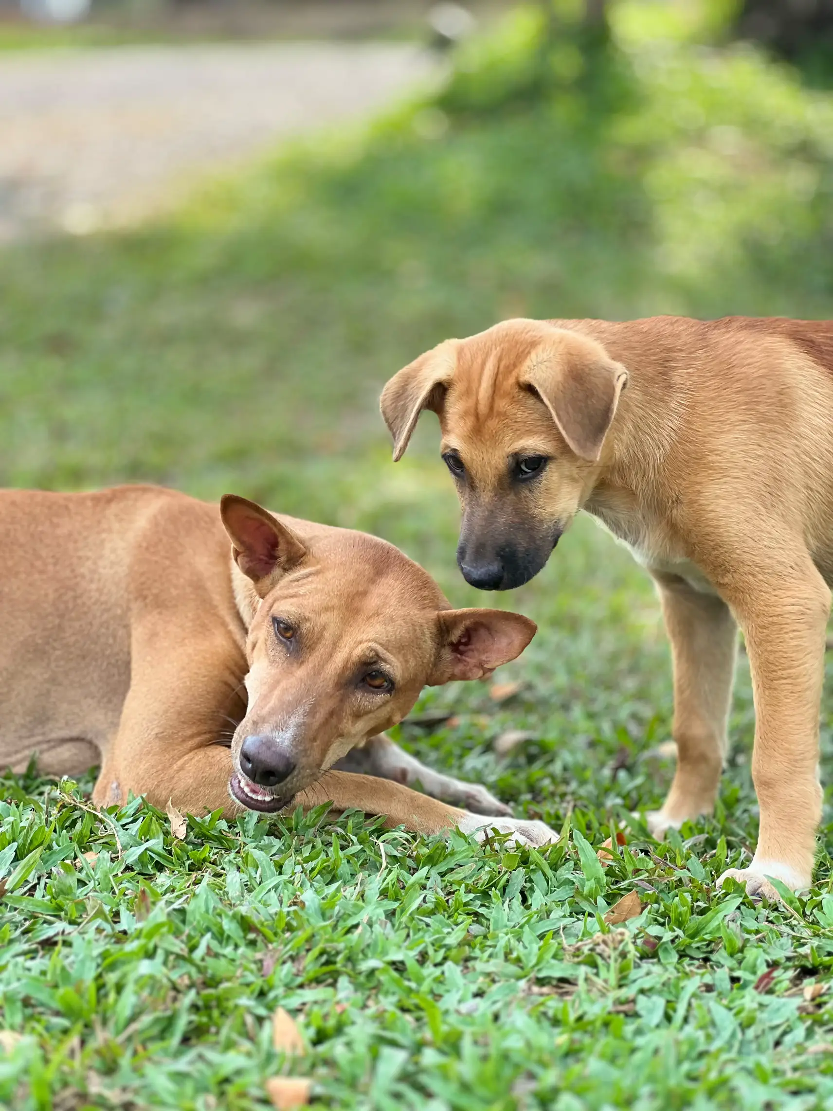 คาเฟ่ Dokmai Pratoo Jaekan 🌼🚪🍶 | แกลเลอรีที่โพสต์โดย myploy mareview | Lemon8