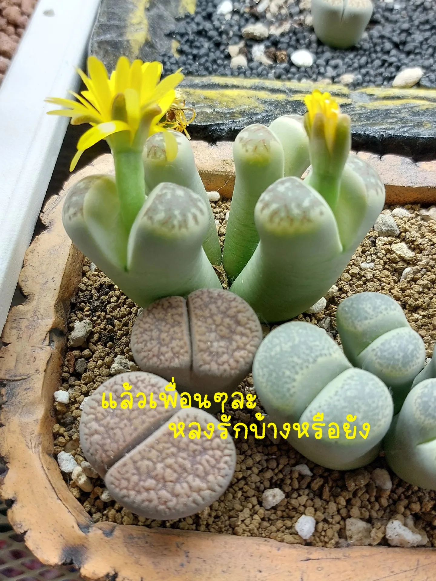 เมื่อความชอบ ทำให้ฉันว้าวุ่น | แกลเลอรีที่โพสต์โดย Prae Phirada | Lemon8