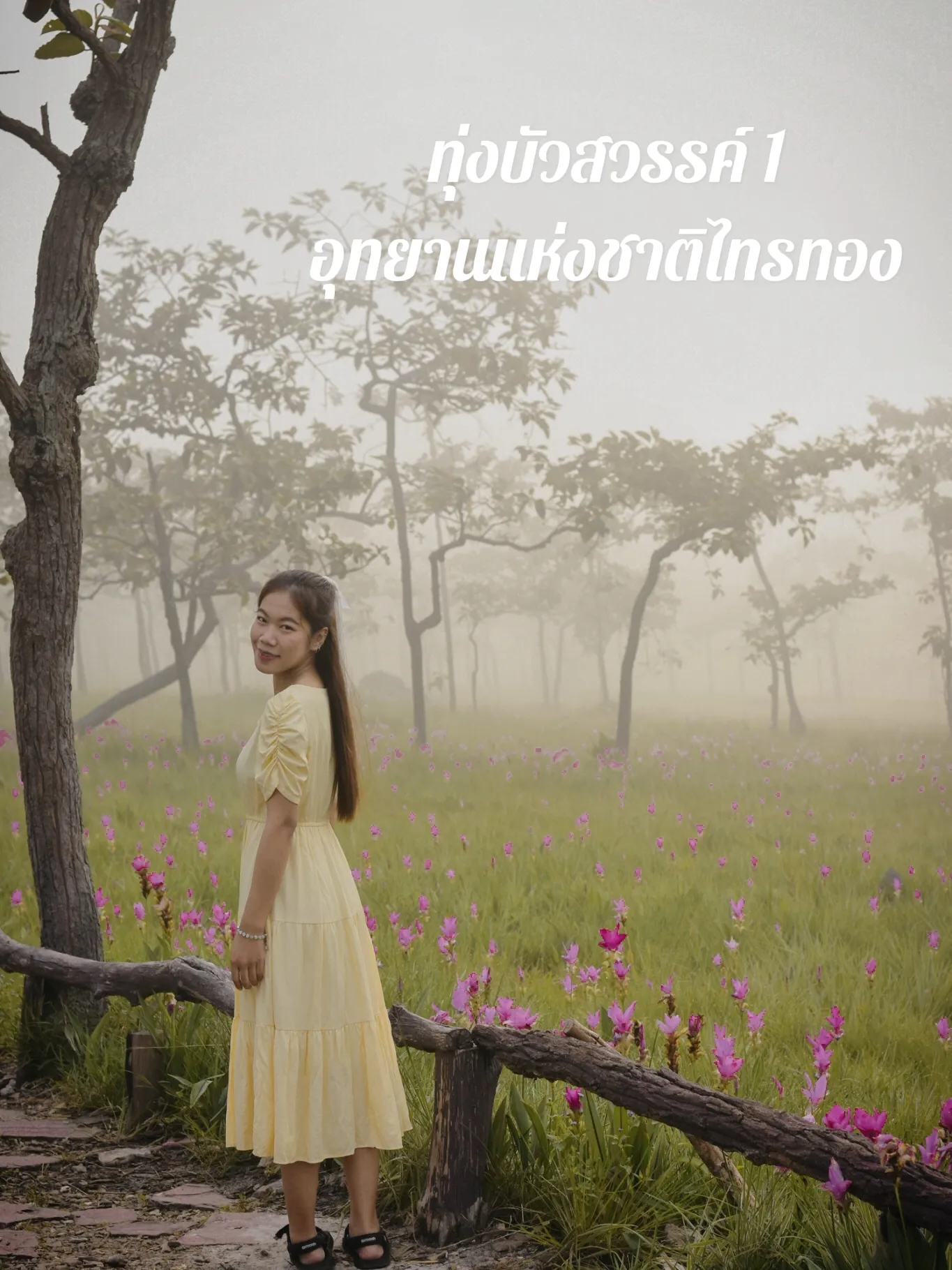 ฮีลใจกับสายหมอกและทุ่งดอกกระเจียว 🌷 | แกลเลอรีที่โพสต์โดย Ploy Kun | Lemon8