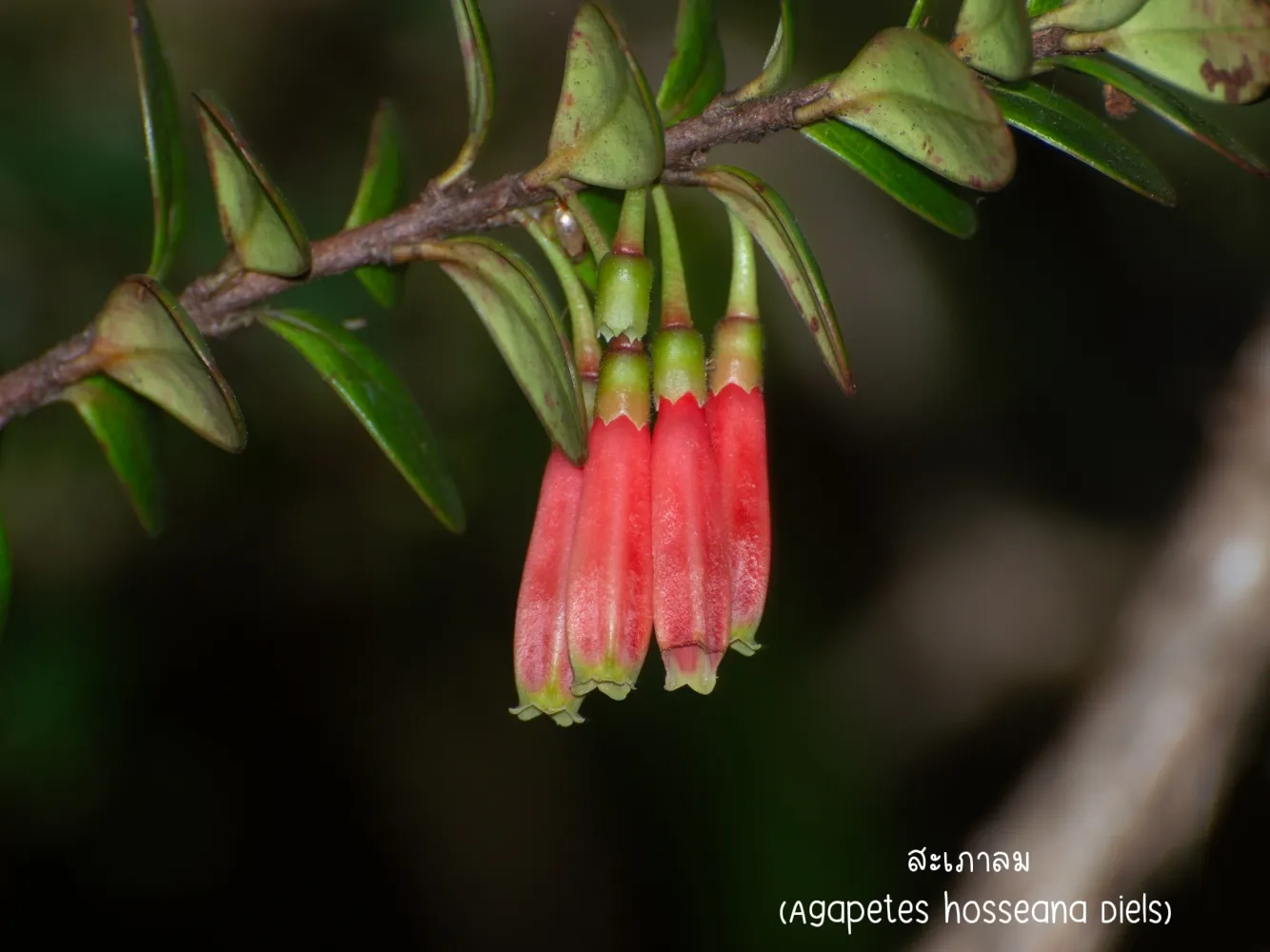 "Agapetes" ดอกไม้ผู้เป็นที่รัก🤍🌷 | แกลเลอรีที่โพสต์โดย Pangfoonn | Lemon8