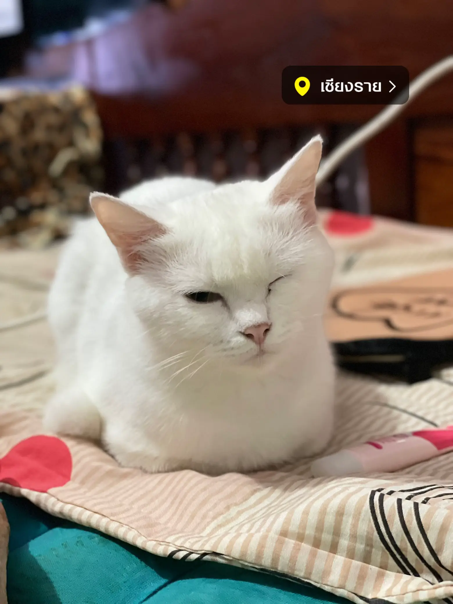 aimaim958 โพสต์ผลงานแล้ว ดูและ | แกลเลอรีที่โพสต์โดย Aim Aim | Lemon8