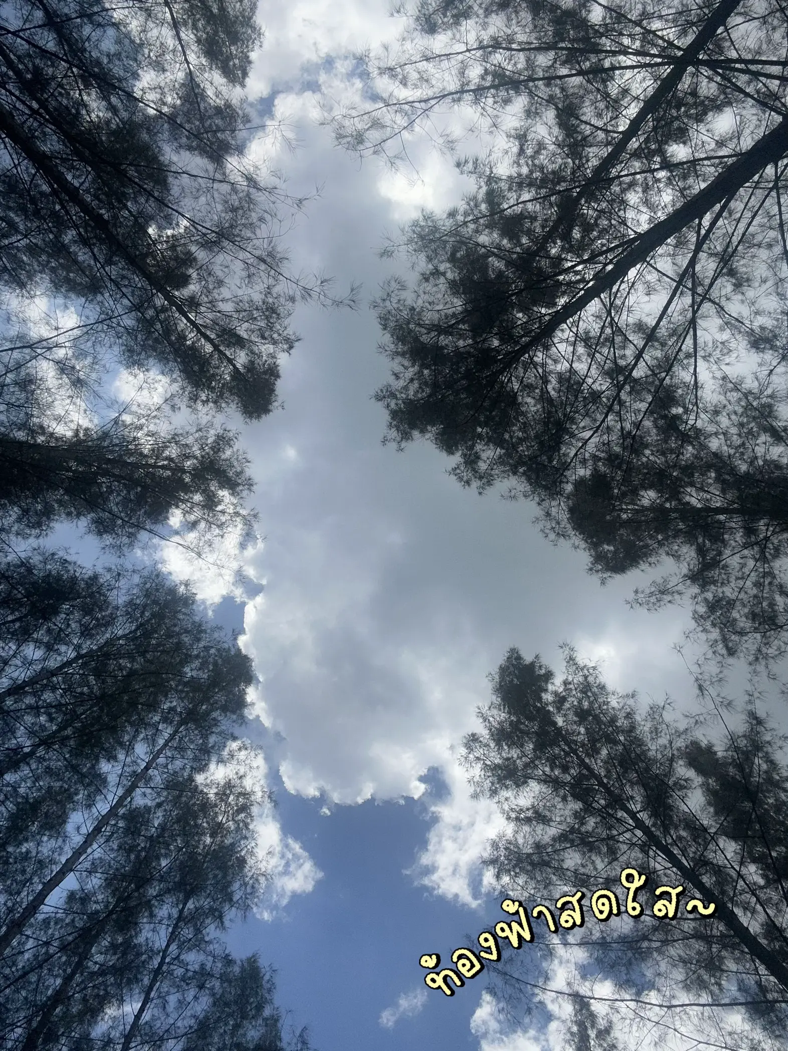 PHUPHA COFFEE CAMP @ ราชบุรี 🏕️ | แกลเลอรีที่โพสต์โดย bp | Lemon8