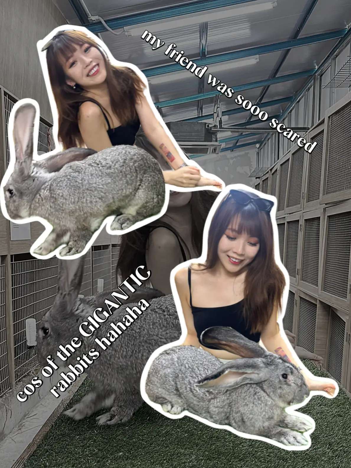 JB DAY-TRIP ACTIVITY - RABBIT FARM | Gallery posted by aerith wen | Lemon8