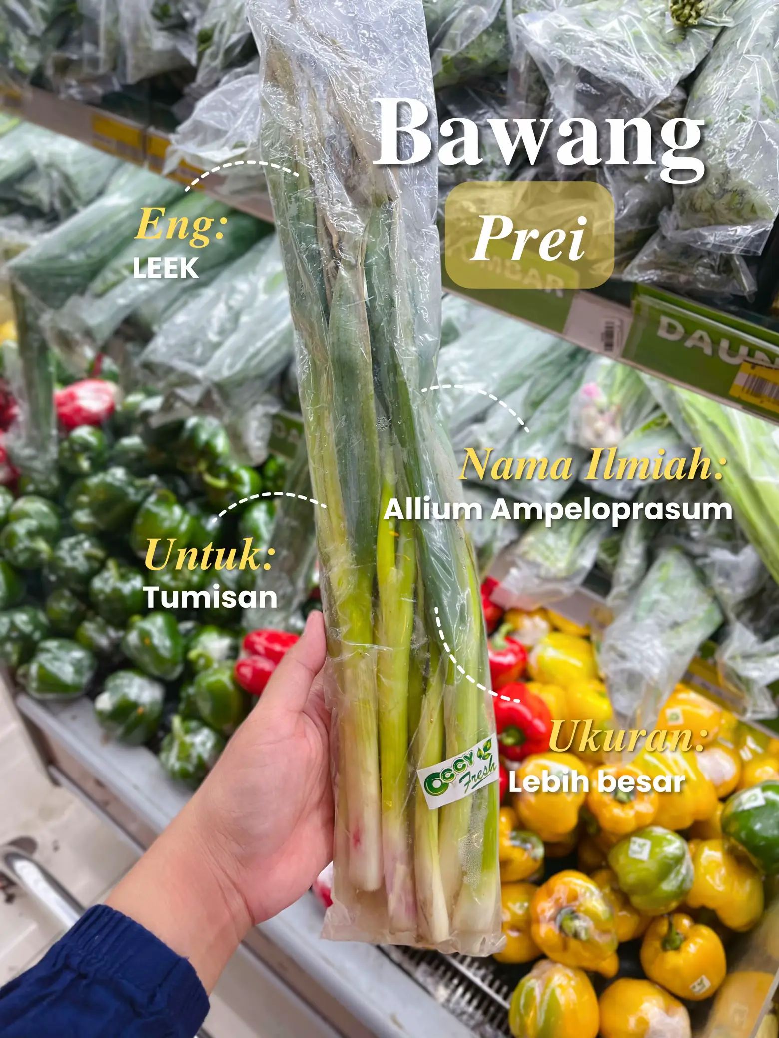 Sering TERBALIK! Mana Daun Bawang Mana Daun Prei? | Galeri diposting ...
