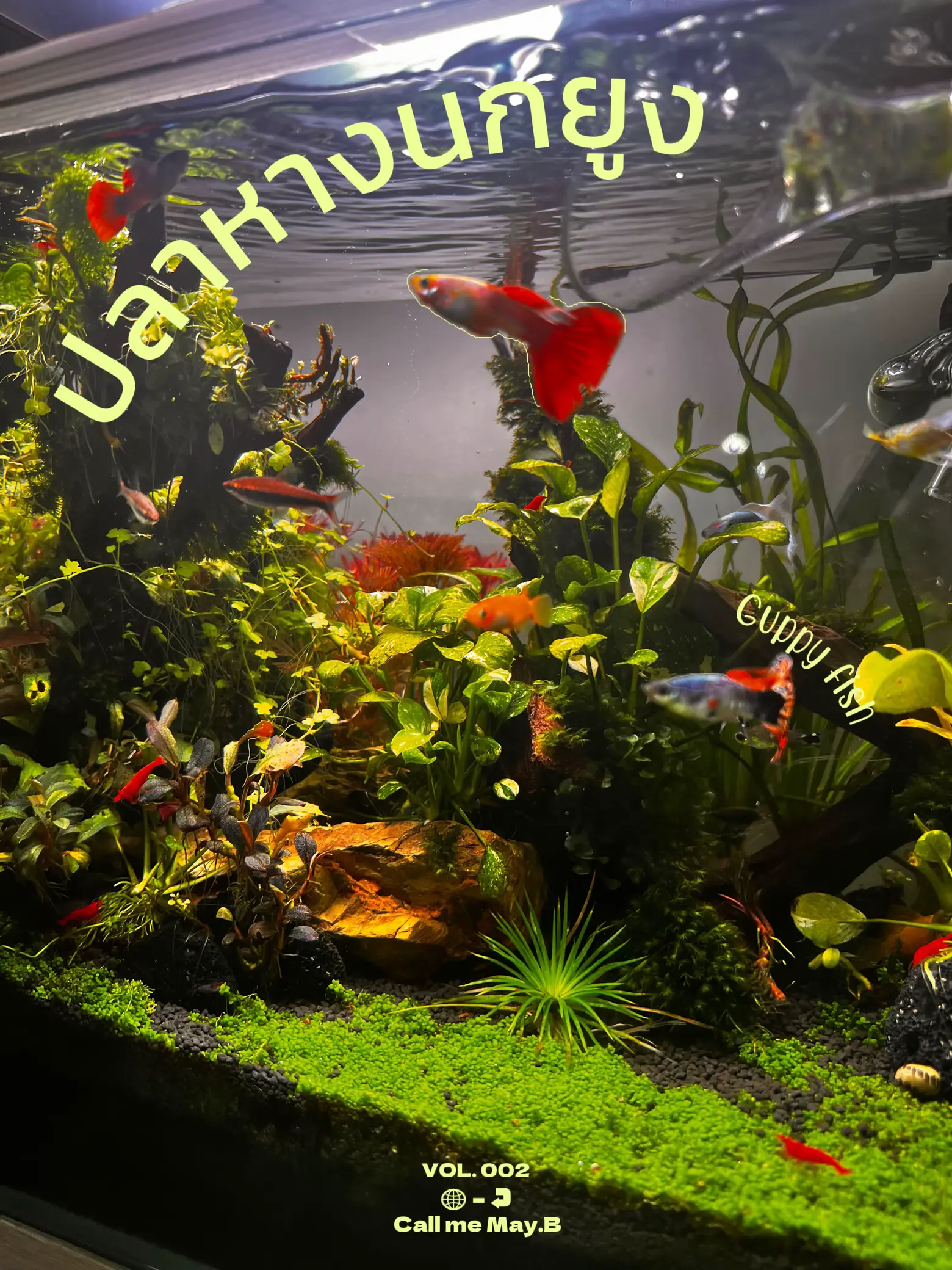 Call me May.B | แกลเลอรีที่โพสต์โดย Call me May.B | Lemon8