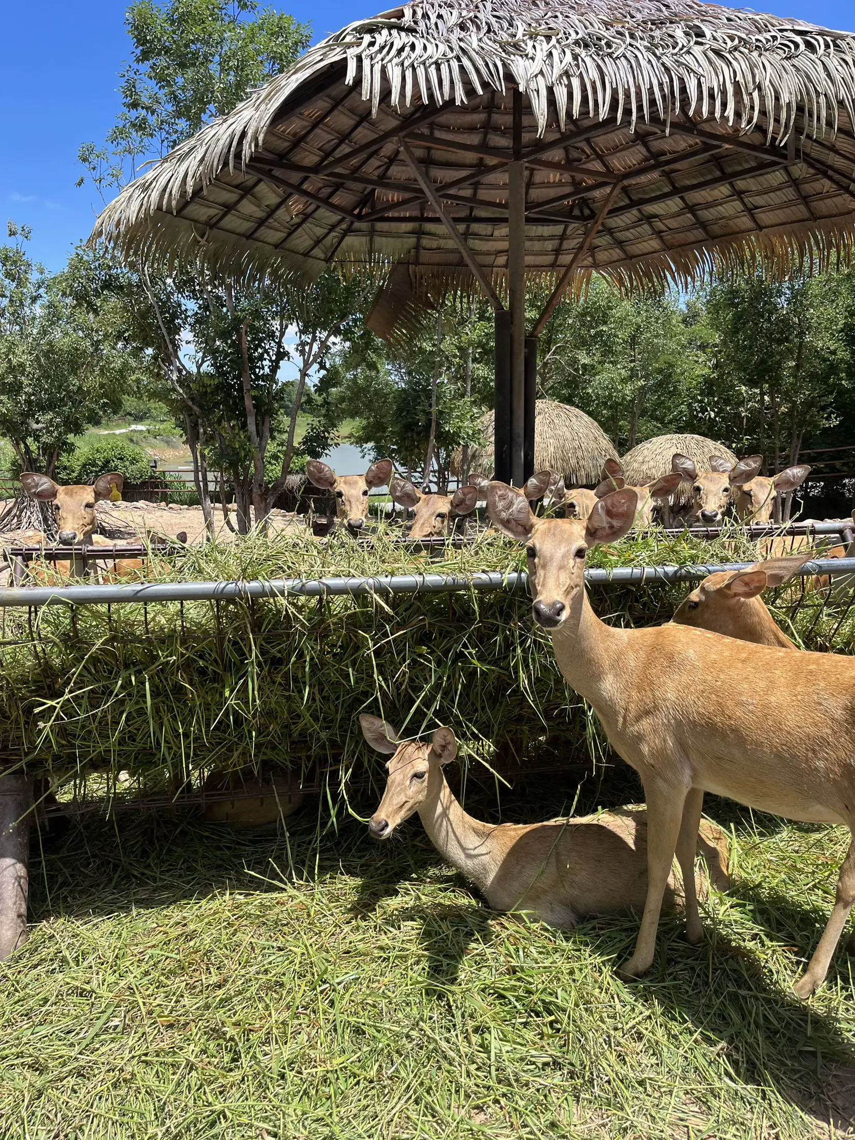 รีวิวiPhone13 ในปี2024 หลังจากใช้มา3ปี💗 | แกลเลอรีที่โพสต์โดย ⋆𐙚₊˚MOMO⊹♡ | Lemon8