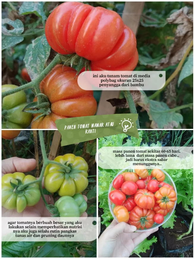 panen sayur dari kebunku sendiri | Galeri diposting oleh Novi Ta | Lemon8