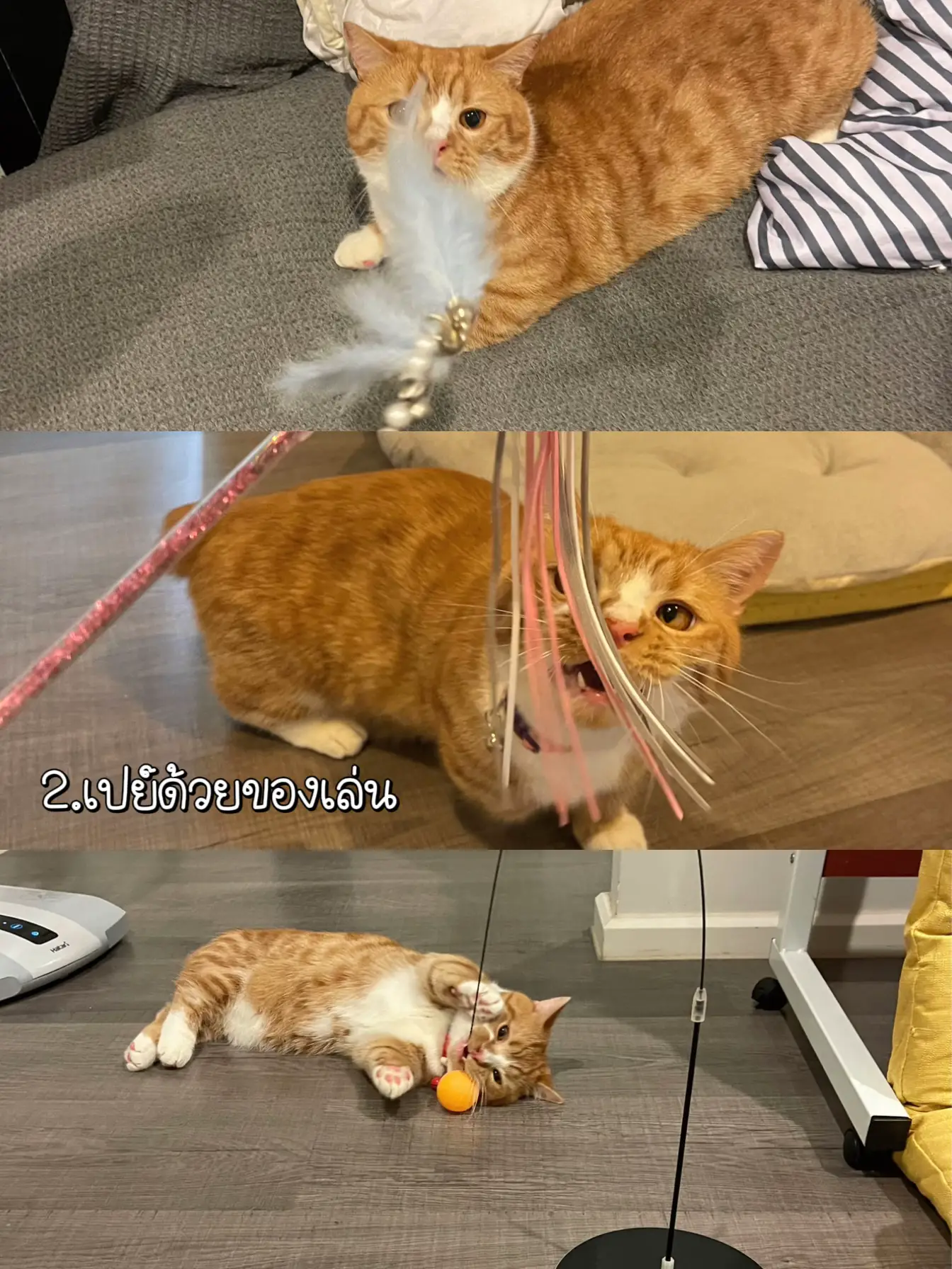 4 วิธีง่ายๆ บอกรักเจ้าก้อนส้ม 🐾🧡 | แกลเลอรีที่โพสต์โดย bebow🎈42♾ | Lemon8