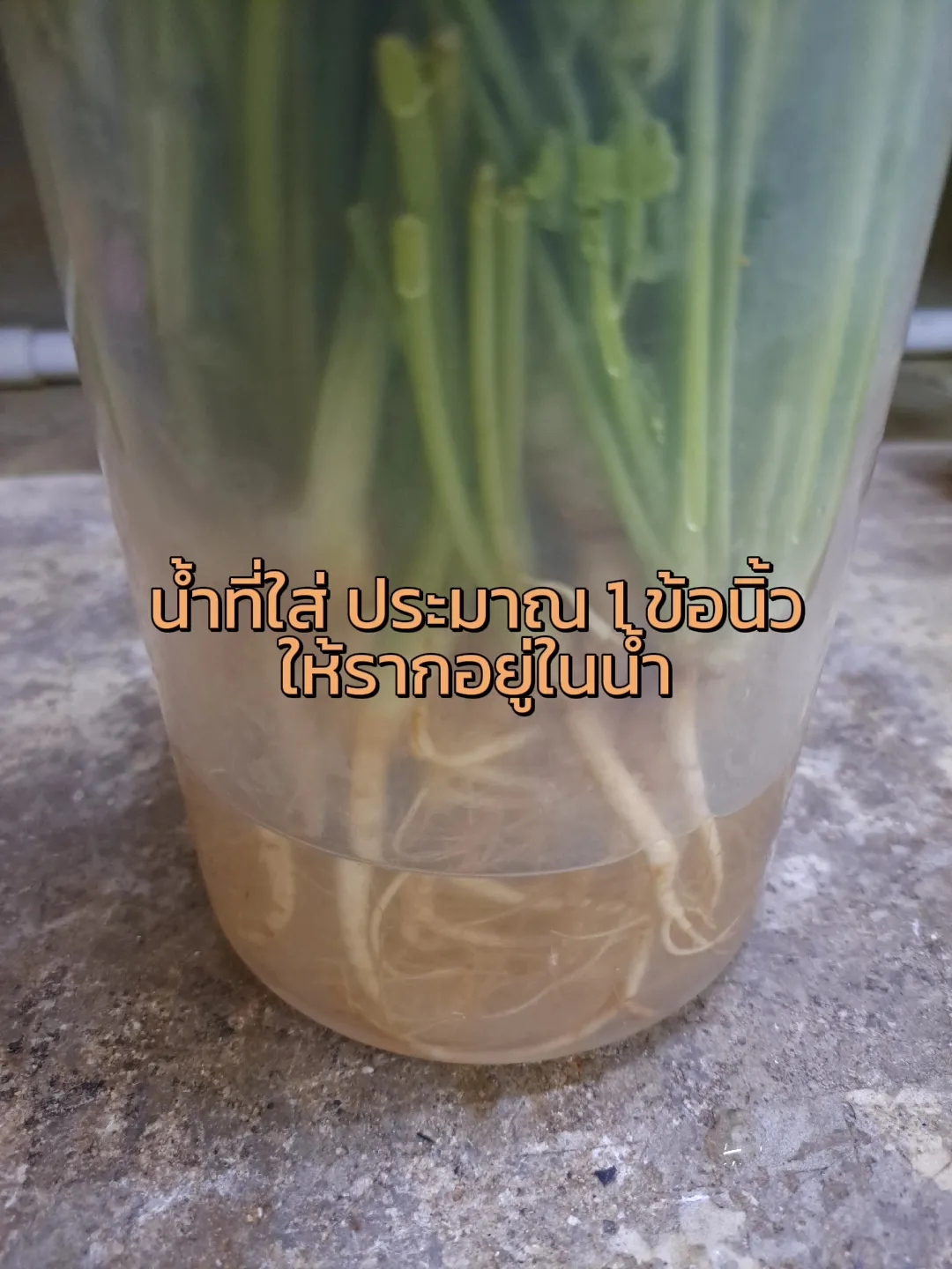 รีวิวเหล้าBlue finest - การค้นหาใน Lemon8