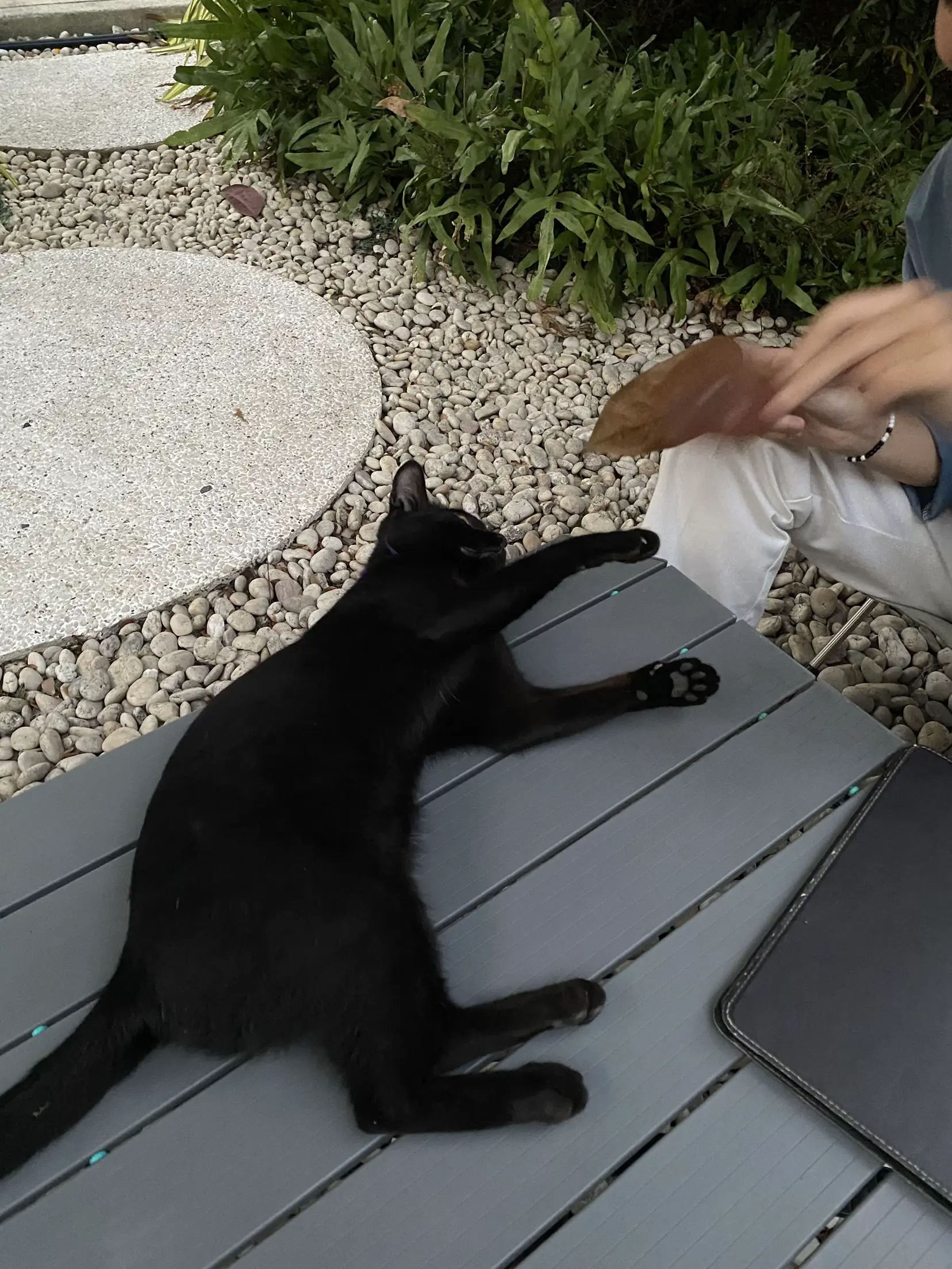 Lay Low คาเฟ่ฟีลสวนญี่ปุ่น ย่านประชาชื่น | แกลเลอรีที่โพสต์โดย sasi_ma2 | Lemon8