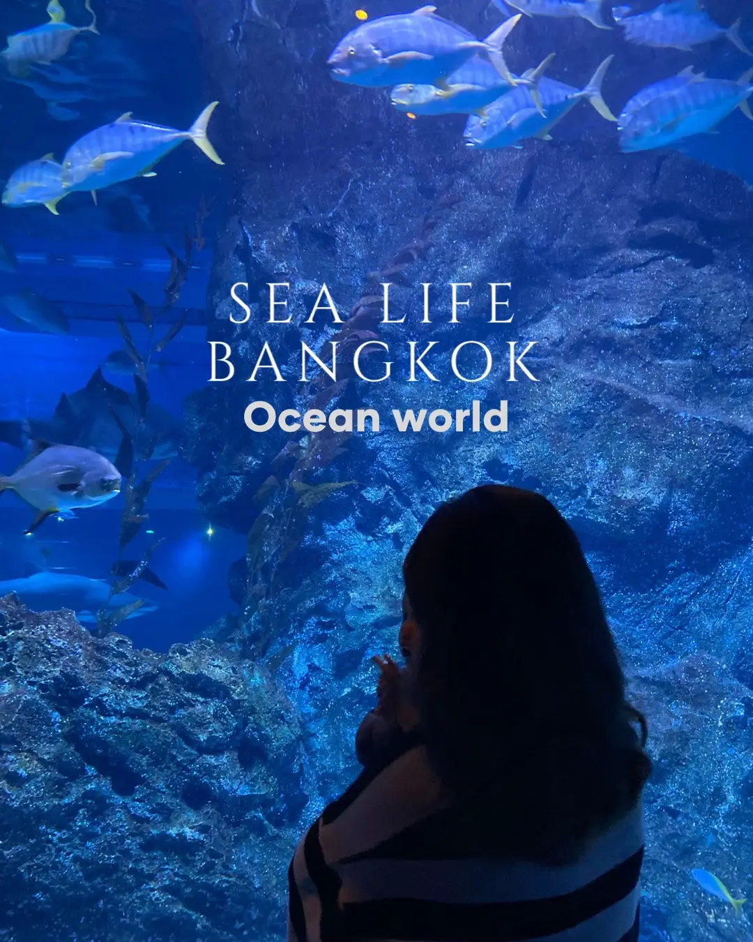 SEA LIFE Bangkok Ocean World 🪸 | แกลเลอรีที่โพสต์โดย walnut24 | Lemon8