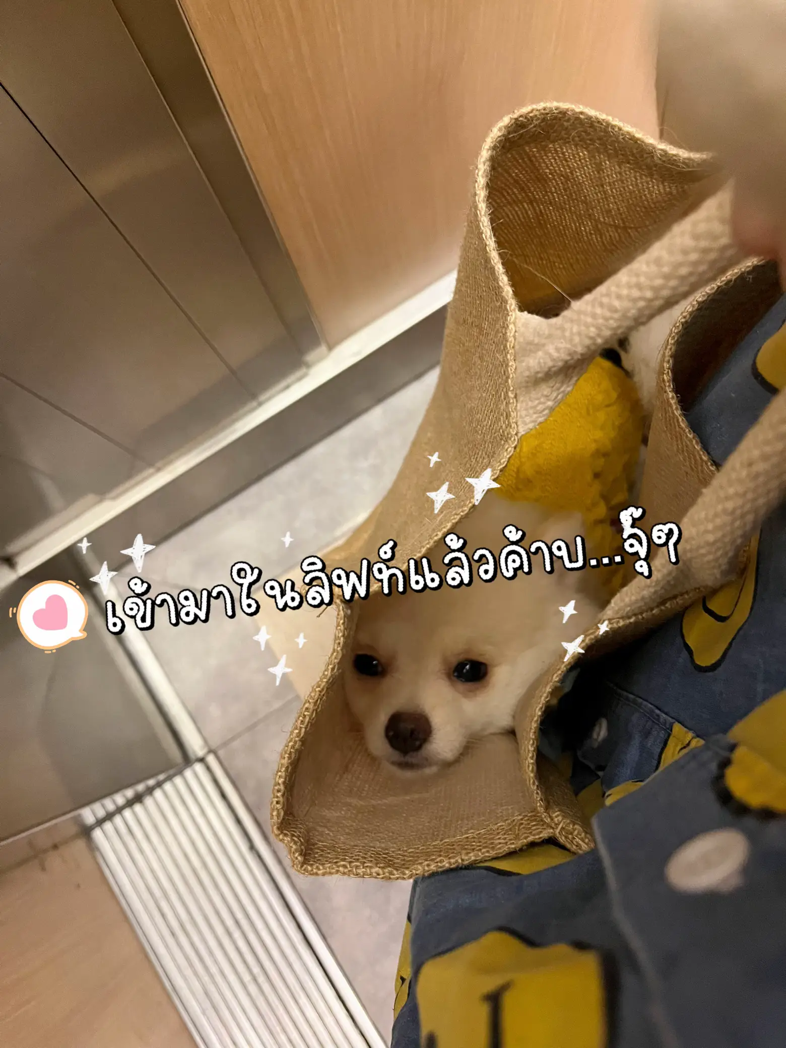 สัญญาว่าจะเงียบๆฮะ | แกลเลอรีที่โพสต์โดย Moobin Cuddle | Lemon8