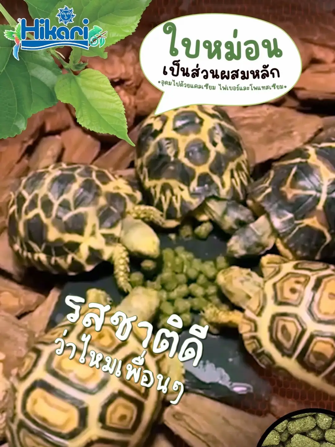 อาหารสำหรับเต่าบก | วิดีโอที่เผยแพร่โดย White Crane | Lemon8