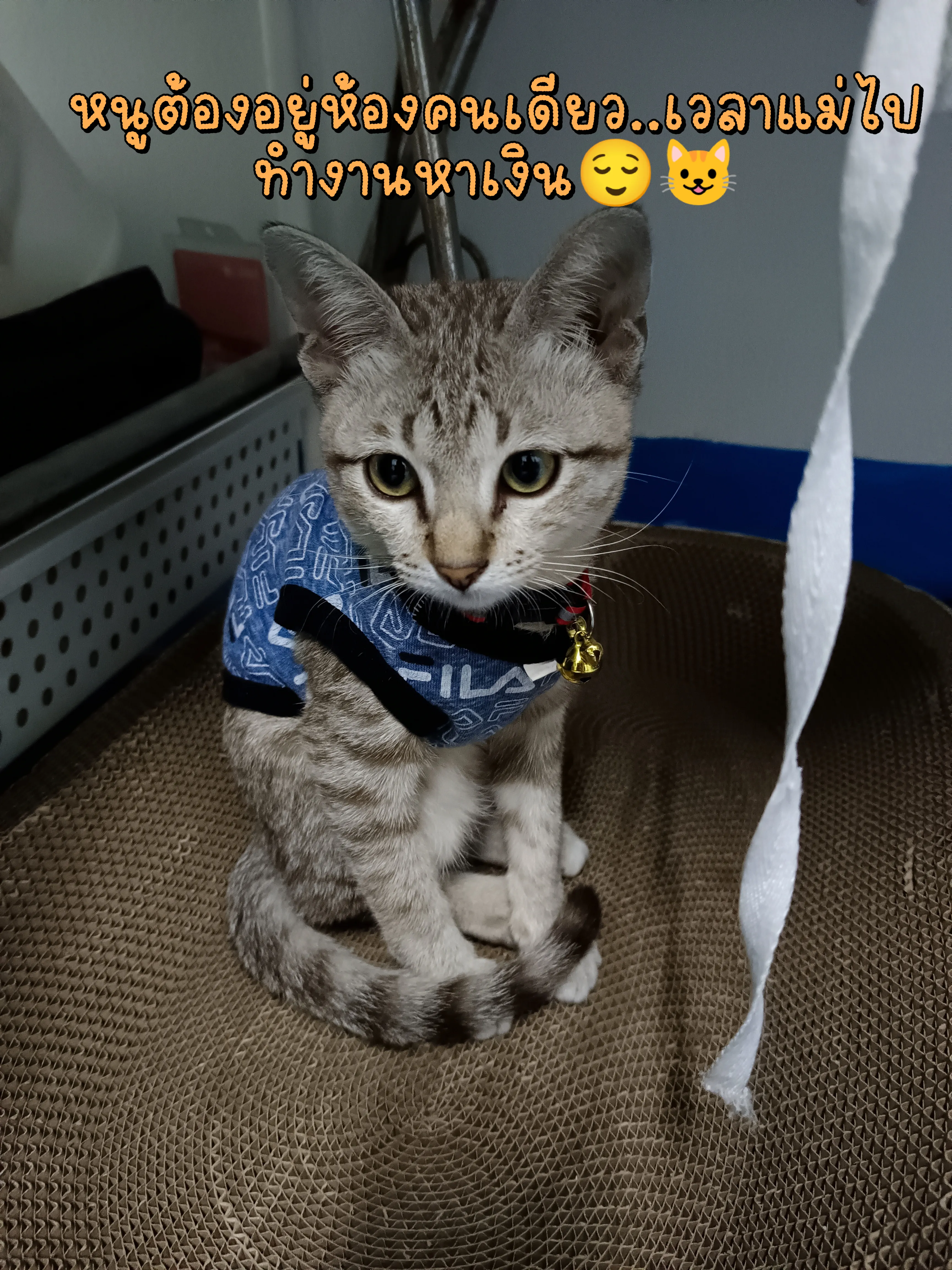 สวัสดีค่ะหนูชื่อด ญมันนี่ค่ะ😻 แกลเลอรีที่โพสต์โดย มนุษย์เป็ด42 ️