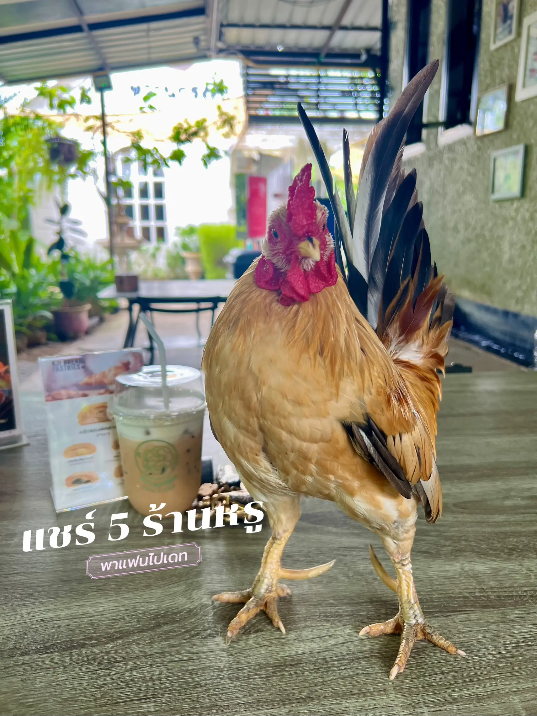 ไก่แจ้ | แกลเลอรีที่โพสต์โดย Ouy Ja | Lemon8