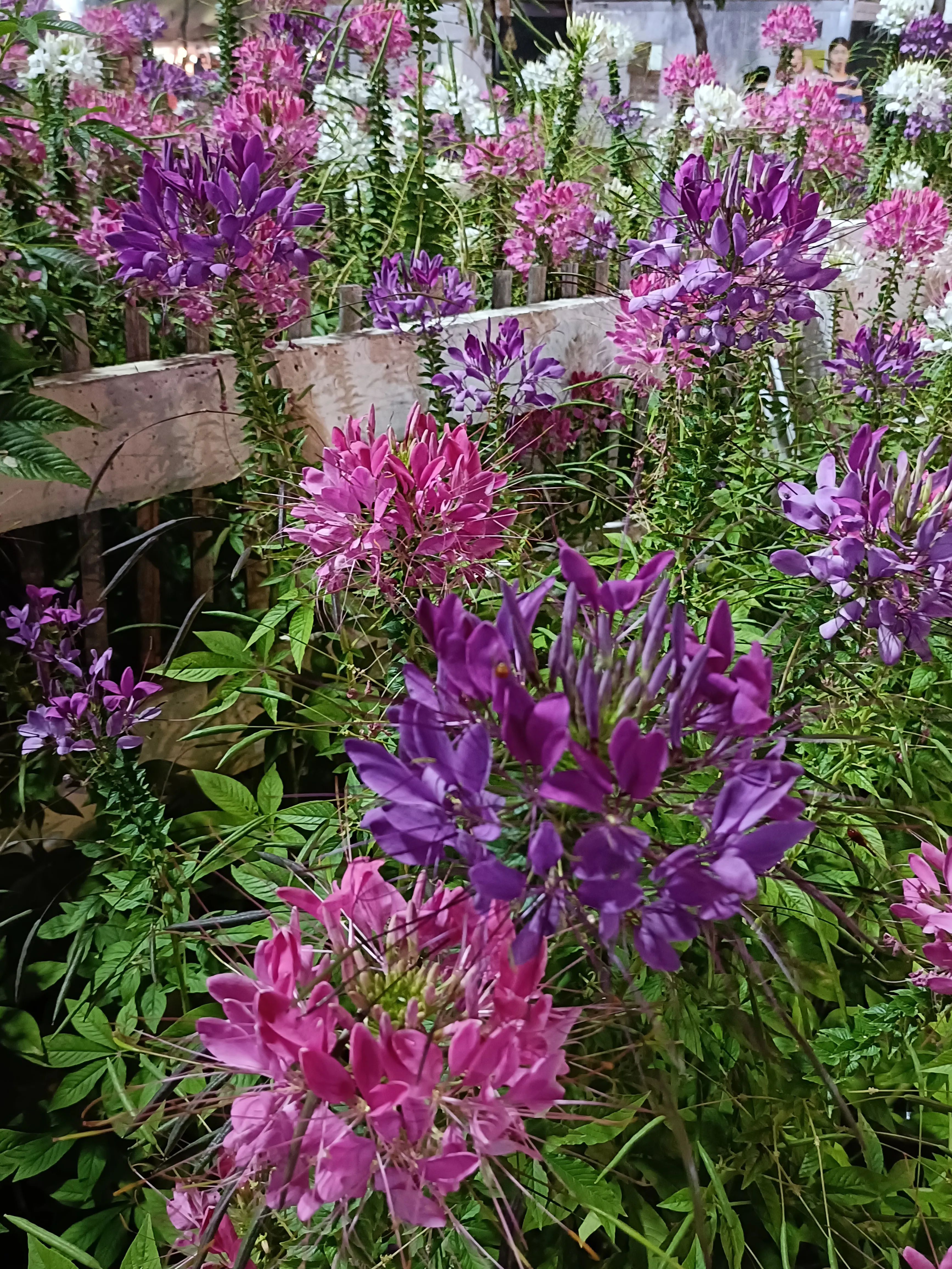 งาน chiang mai Flowers Festival | แกลเลอรีที่โพสต์โดย Coffee Bar | Lemon8