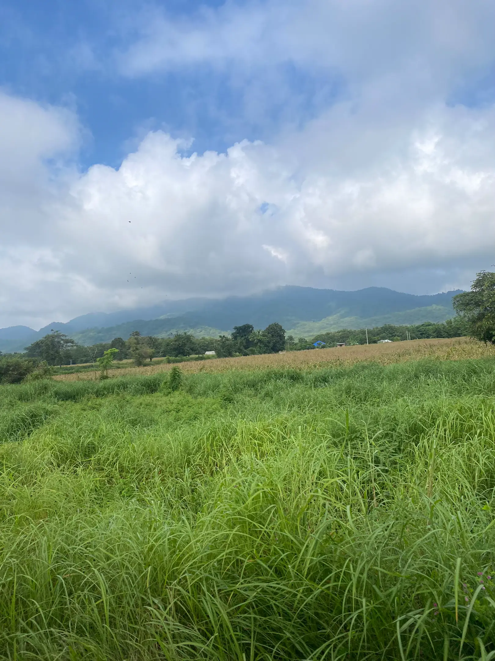 Chamgmai | แกลเลอรีที่โพสต์โดย Aries wong | Lemon8