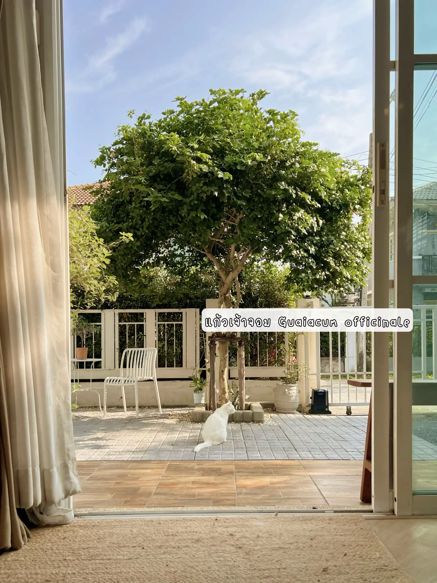 คนรักสวน ต้นไม้ที่บ้านเรา🌳🍃 | แกลเลอรีที่โพสต์โดย Salin Story🌸 | Lemon8