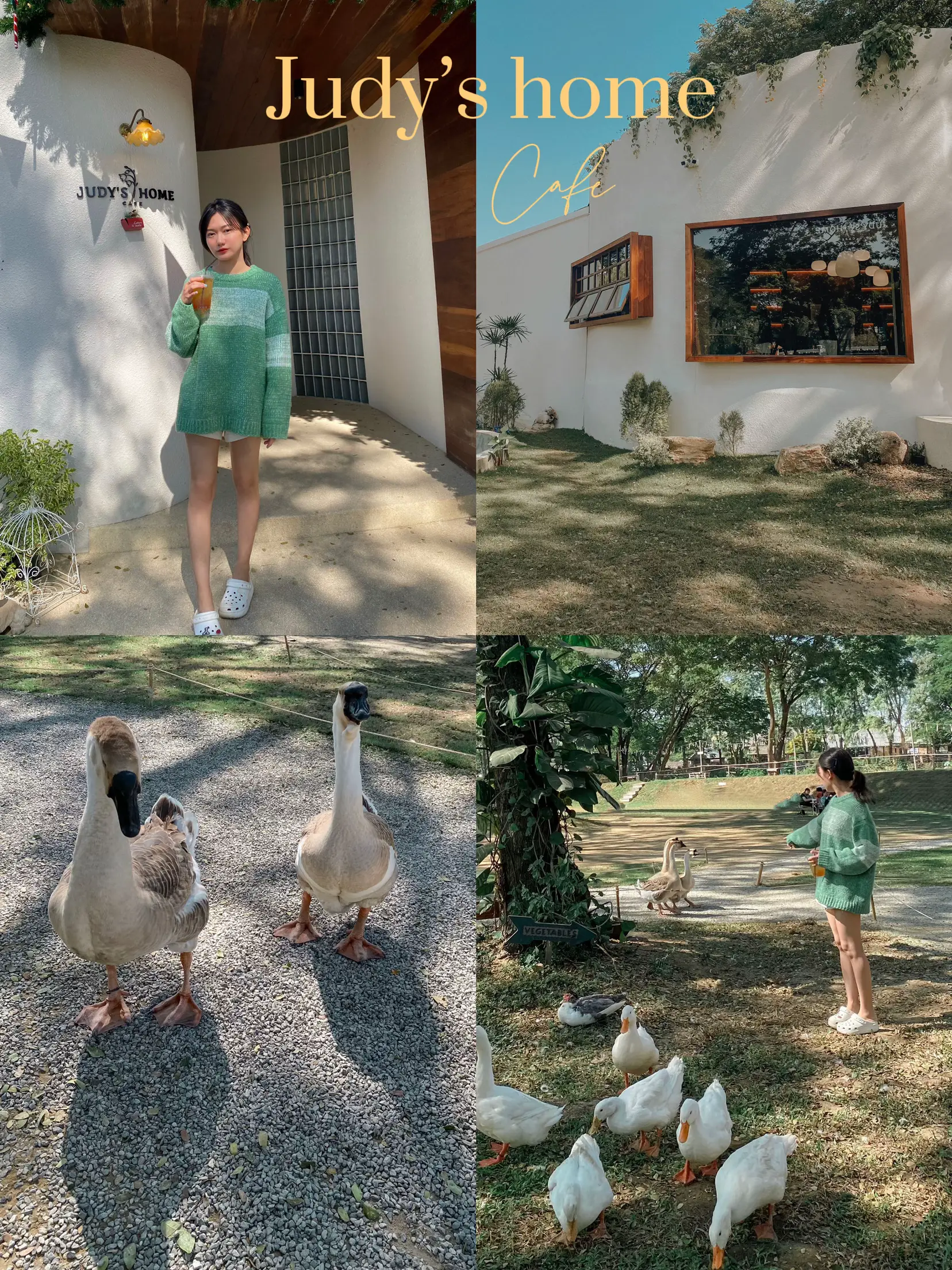 Judy’s home cafe Lamphun | แกลเลอรีที่โพสต์โดย ʏᴀᴅᴀ | Lemon8