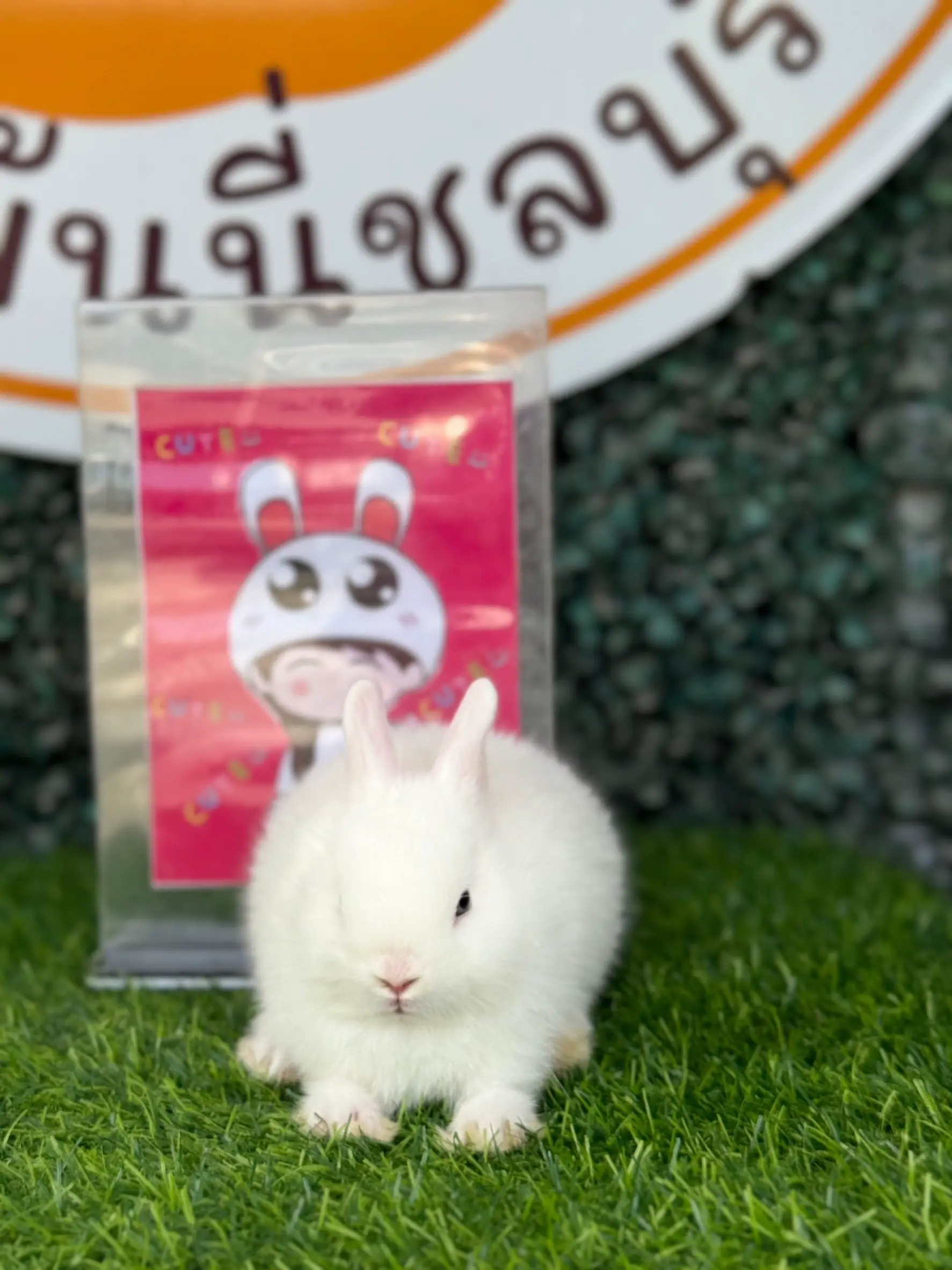 Dwarf Rabbit | Gallery posted by JeBunnyChonburi | Lemon8
