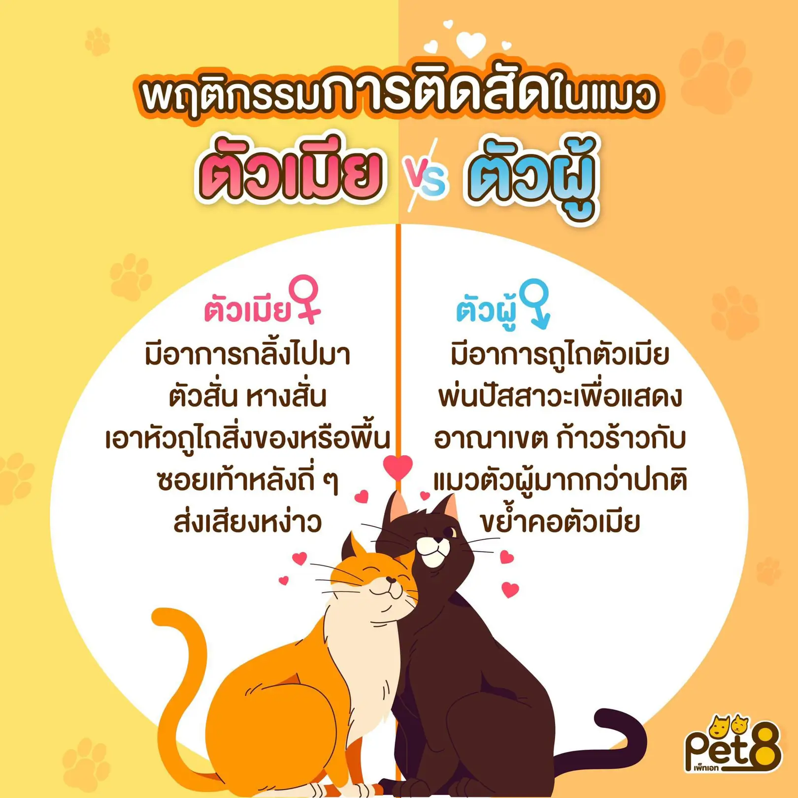ทาสแมวต้องรู้ Ep.1 แมวติดสัดเป็นยังไงนะ🧐🐈 | แกลเลอรีที่โพสต์โดย Pet8 | Lemon8