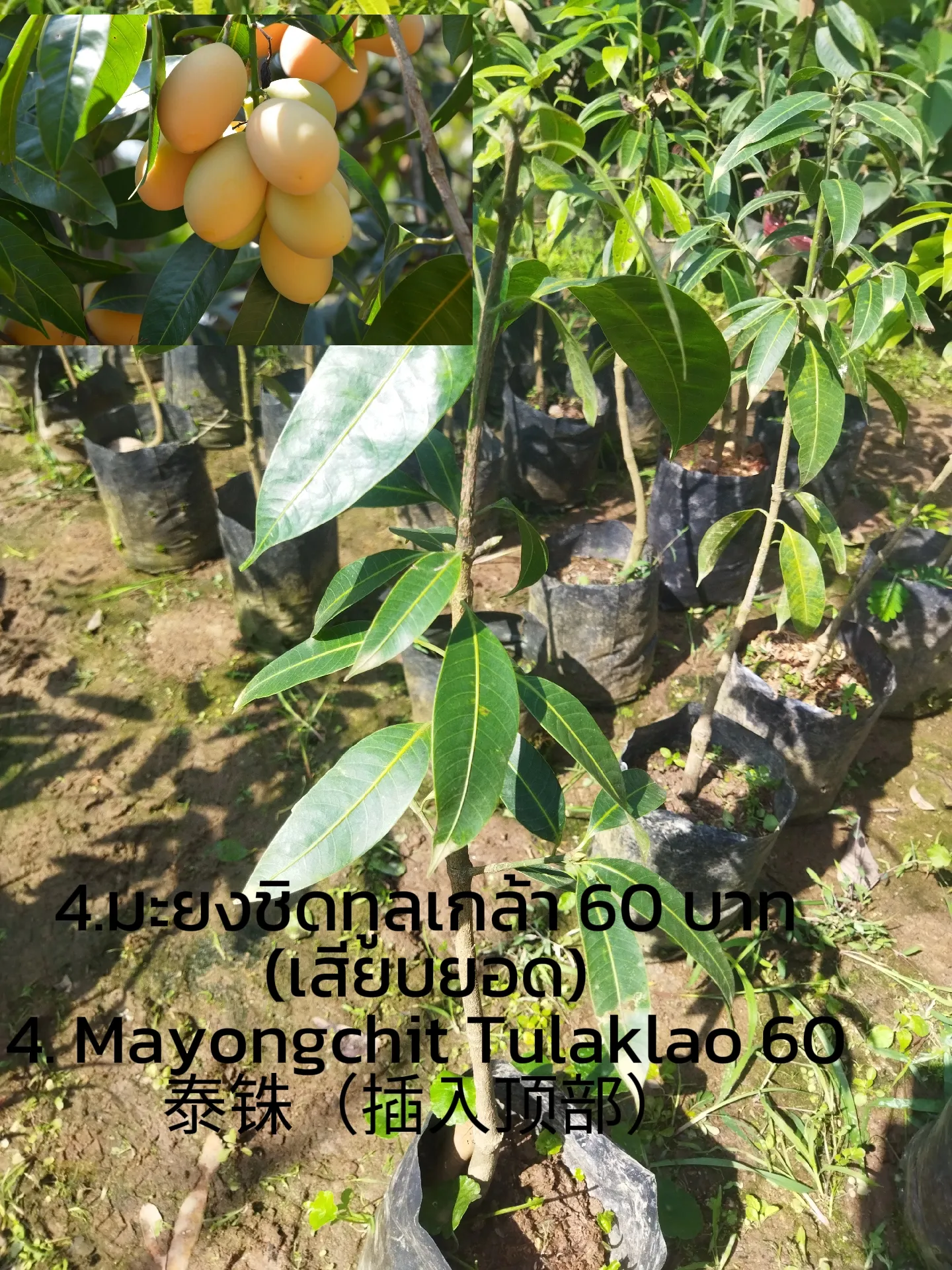 4.มะยงชิดทูลเกล้า 60 บาท(เสียบยอด)4. Mayongchit Tu | แกลเลอรีที่โพสต์ ...