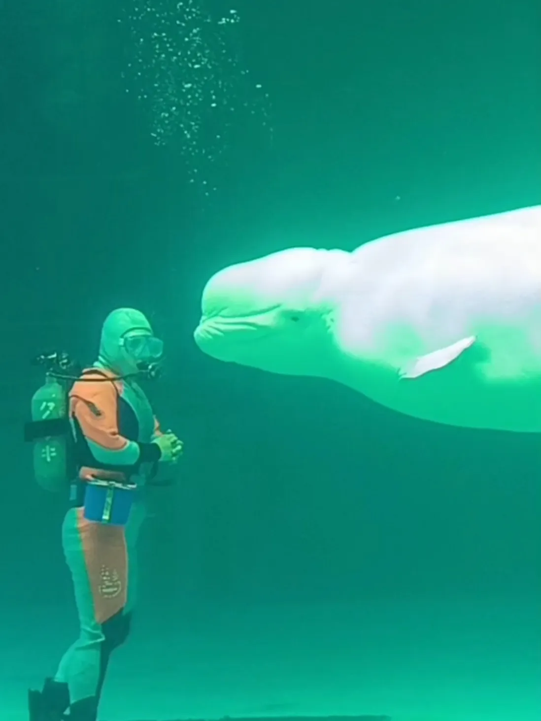 #โลมา#ส่ายหน้า#ครูฝึก #โชว์ปลาโลมา #Kamokawa#seawo | วิดีโอที่เผยแพร่ ...