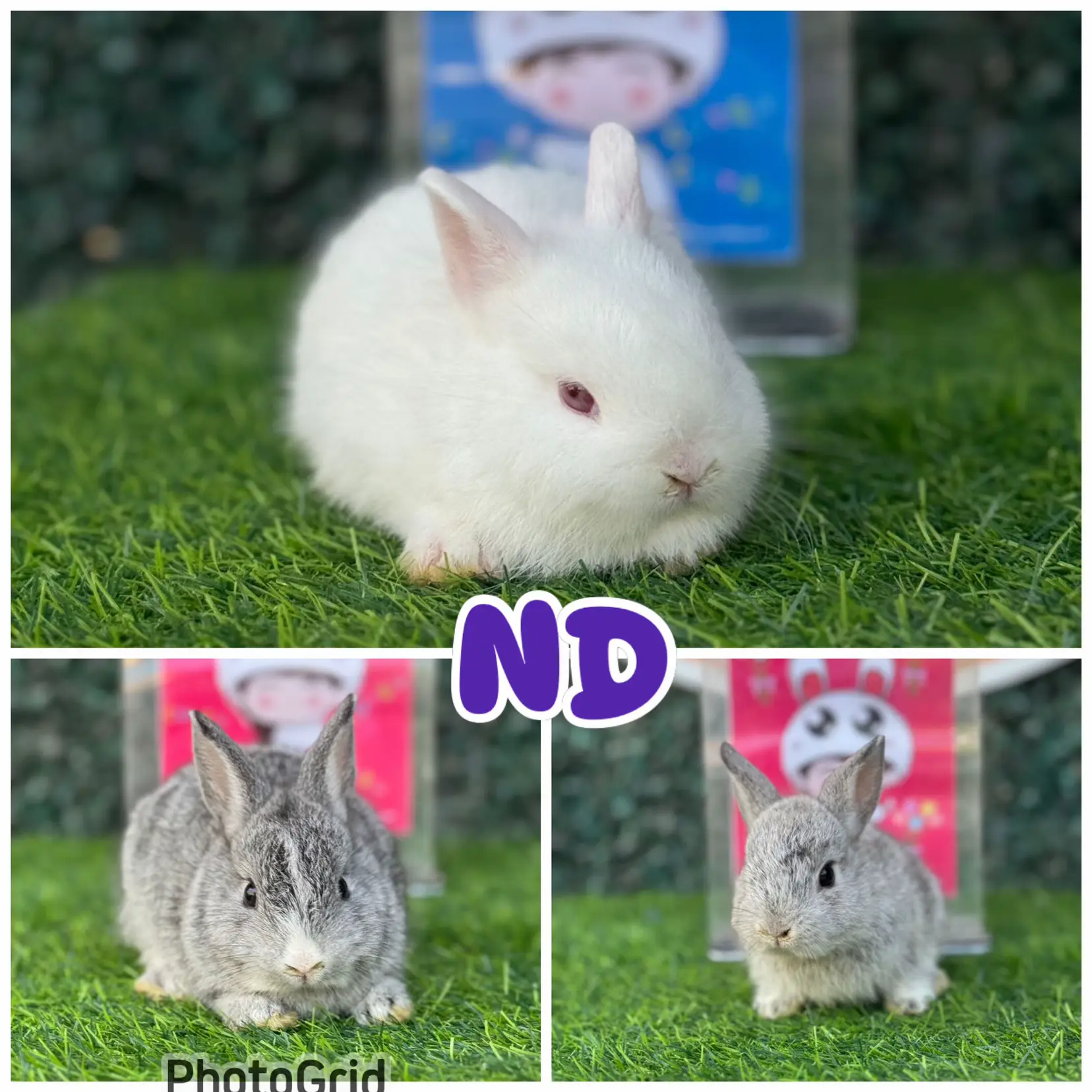 ฟาร์มกระต่ายชลบุรี | แกลเลอรีที่โพสต์โดย JeBunnyChonburi | Lemon8