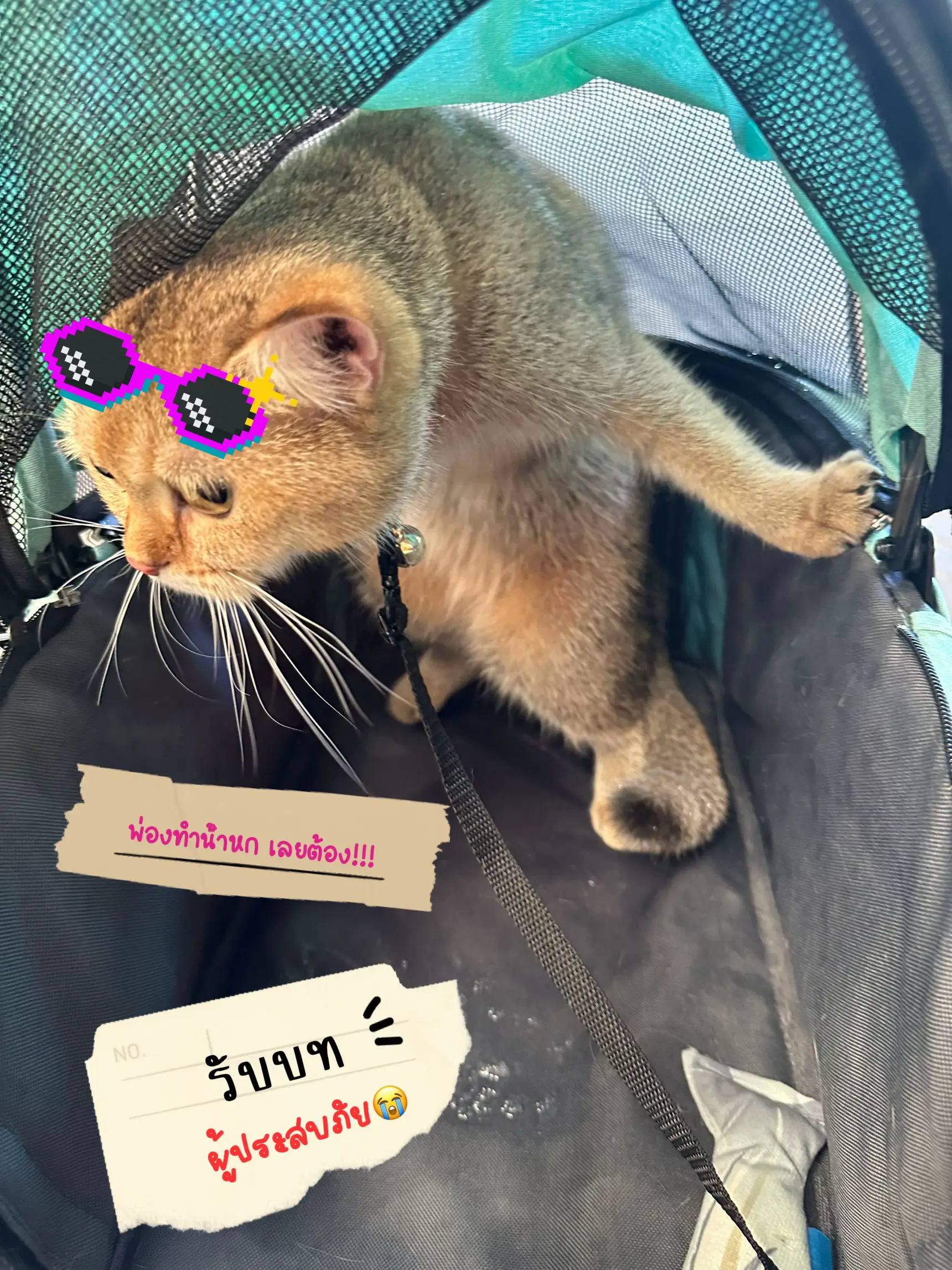 พาแมวเที่ยวเกาะกูด กับประสบการณ์ที่ไม่มีวันลืม💗 | แกลเลอรีที่โพสต์โดย Baba & Dad | Lemon8