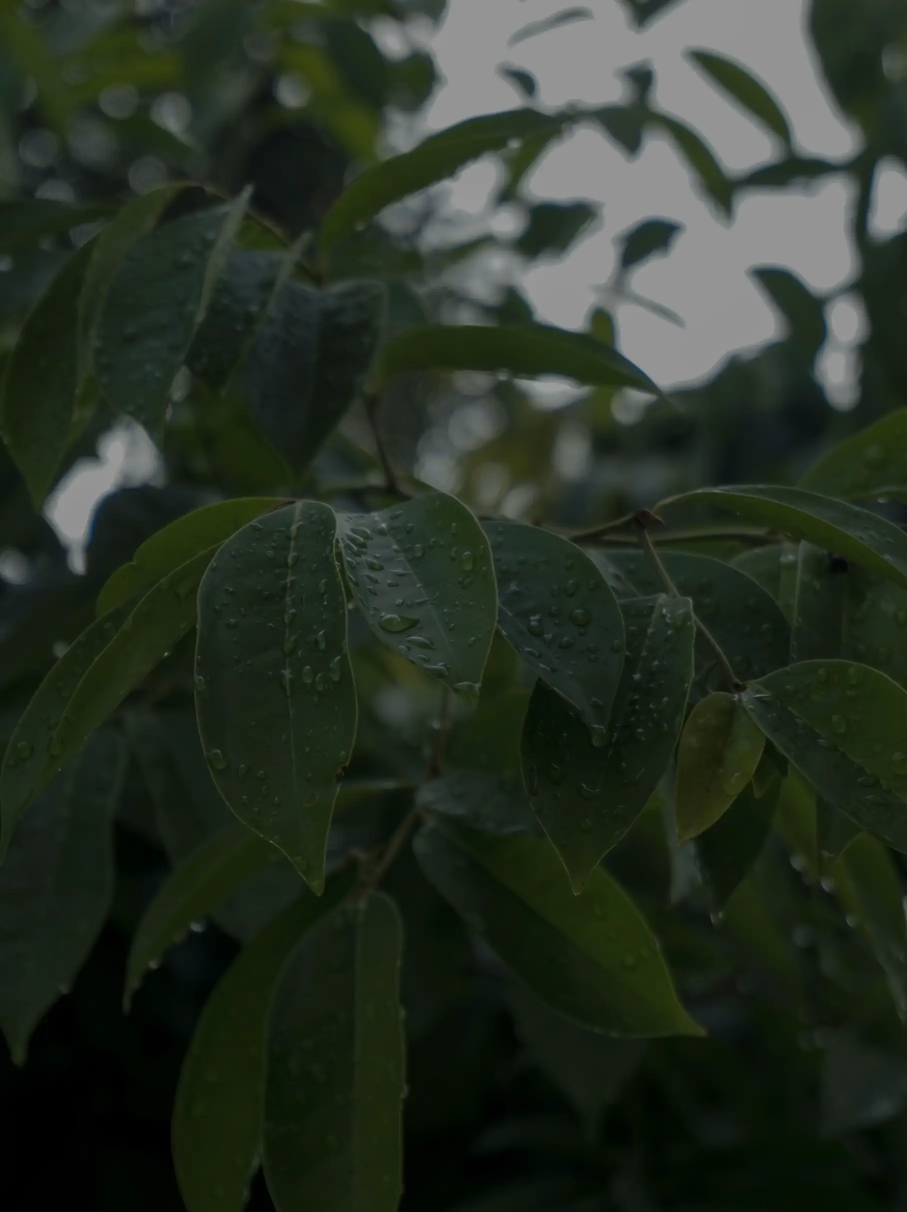 แจกโทนมืด 🍃🌿 | แกลเลอรีที่โพสต์โดย Siapoxy | Lemon8