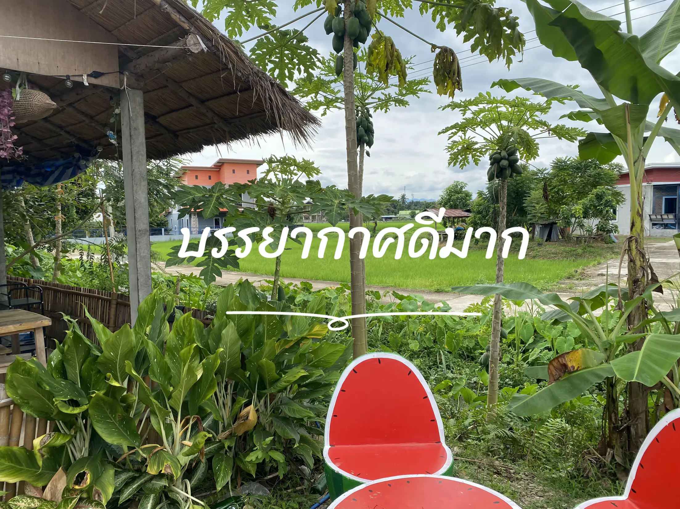 แชร์ร้านลับ อ.ปัว จ.น่าน🍽️ | แกลเลอรีที่โพสต์โดย N.NoEy :) | Lemon8