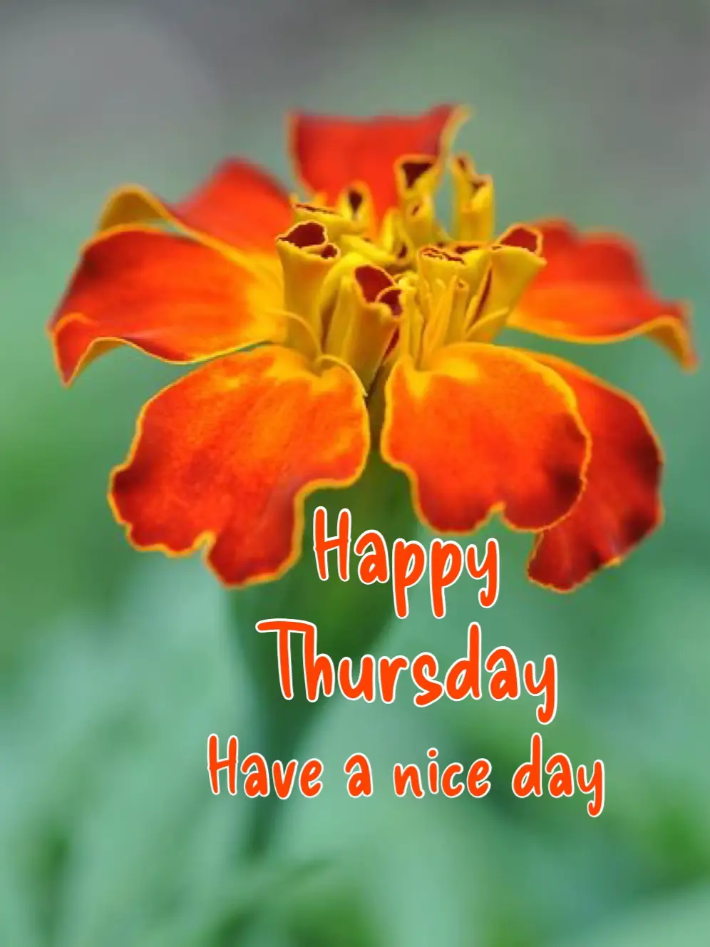 Happy Thursday | แกลเลอรีที่โพสต์โดย กระต่ายในจันทร์ | Lemon8