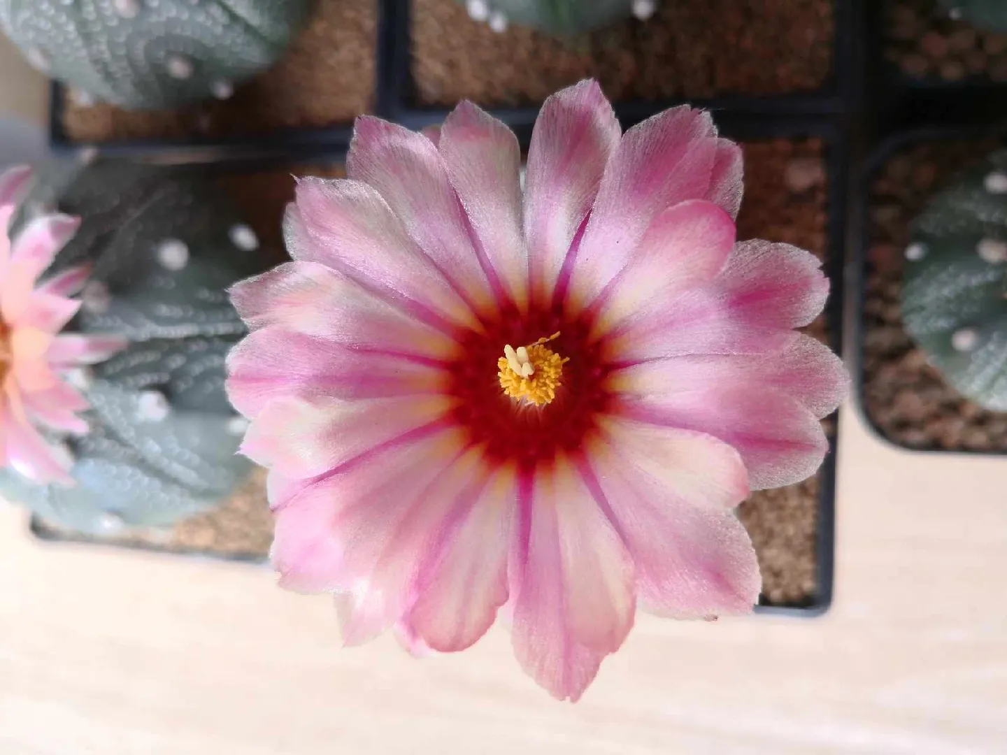 Asteria Flower | Best Flower Site