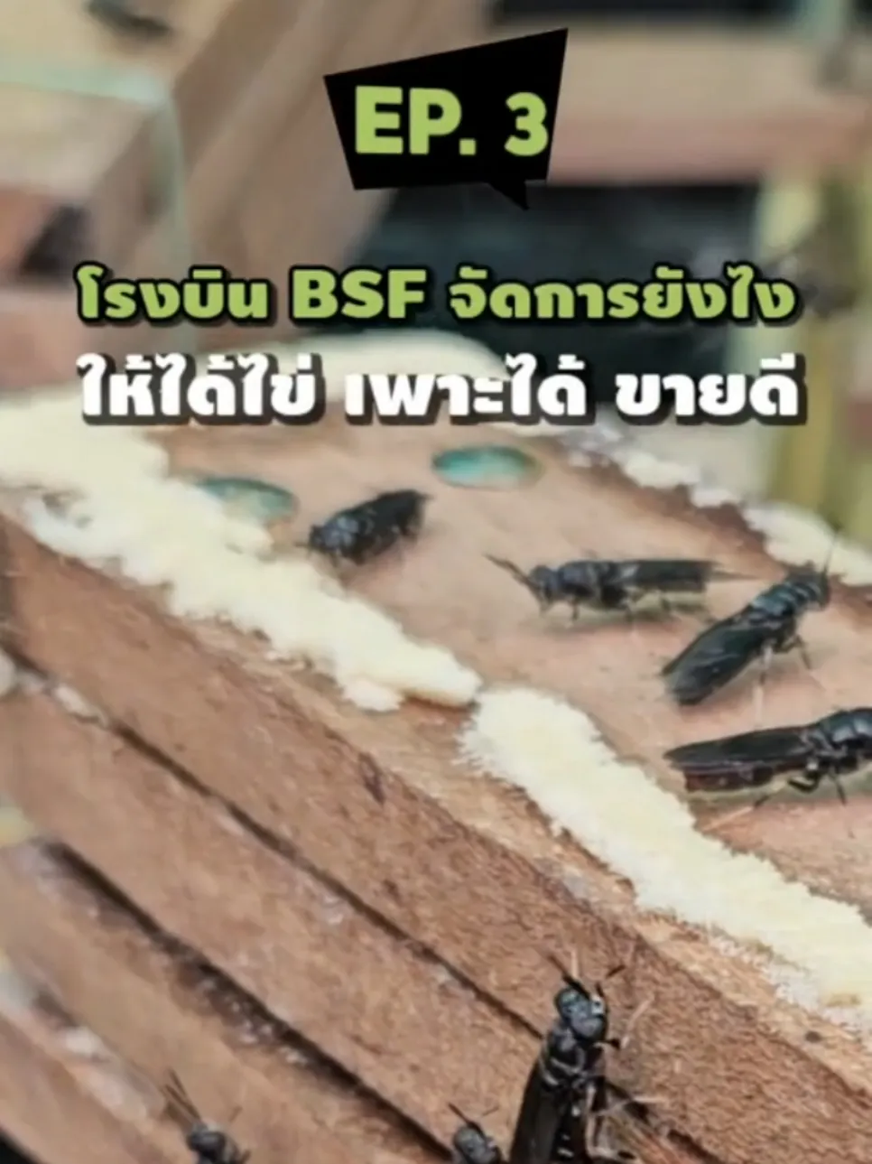 BSF fly worm sold. Cost reduction. Jam. EP.3 | Video published by ...