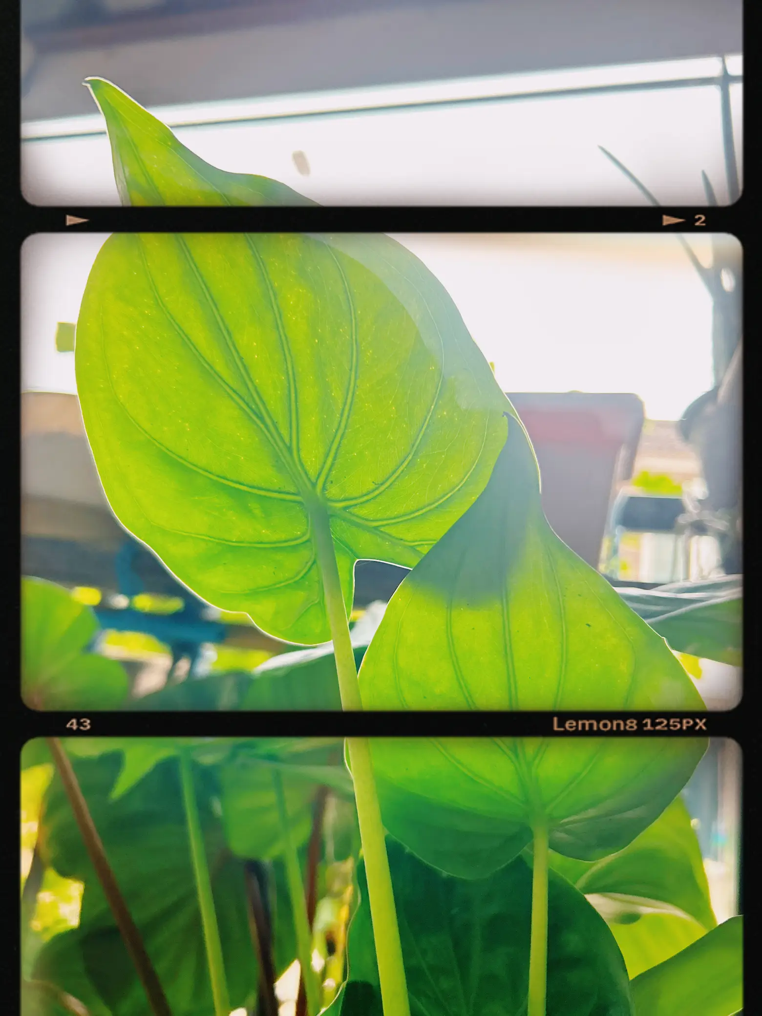 Mong lung Bai | แกลเลอรีที่โพสต์โดย Kru.NK | Lemon8