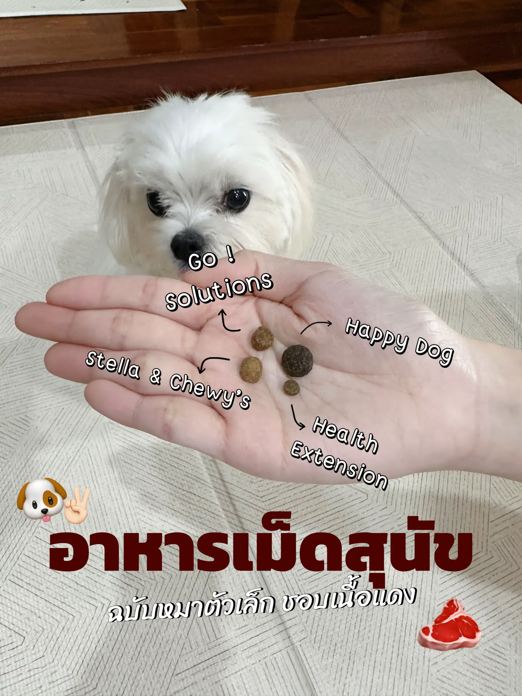 อาหารเม็ดสำหรับสุนัขตัวจิ๋ว 🐶 | แกลเลอรีที่โพสต์โดย polar.maltese | Lemon8