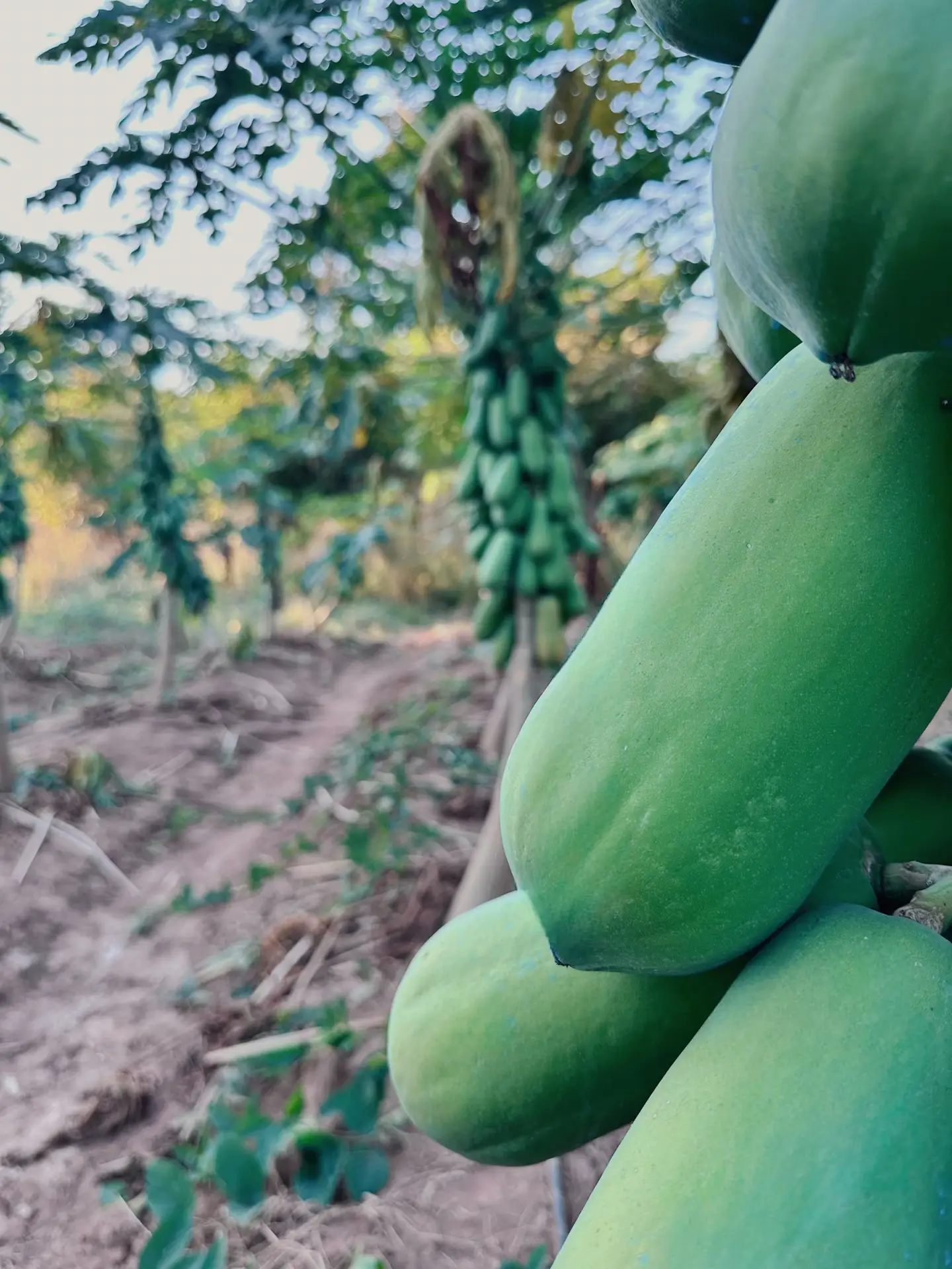 มะละกอฮอลแลนด์ หวาน เนื้อแน่น ประโยชน์มากมาย | แกลเลอรีที่โพสต์โดย Bom Bam | Lemon8