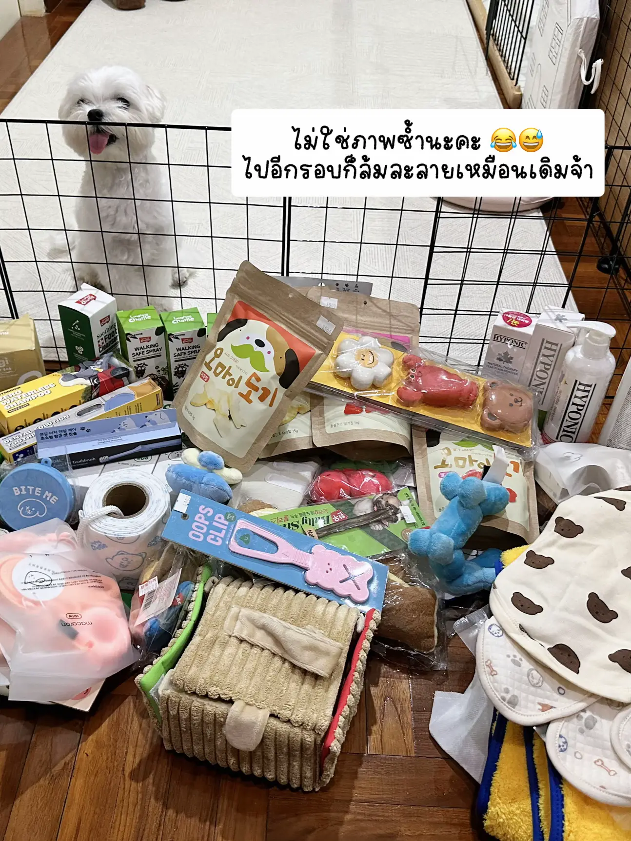 🇰🇷🐶 เที่ยวเกาหลี ร้านของฝากเจ้าหมา EP.2 | แกลเลอรีที่โพสต์โดย polar ...