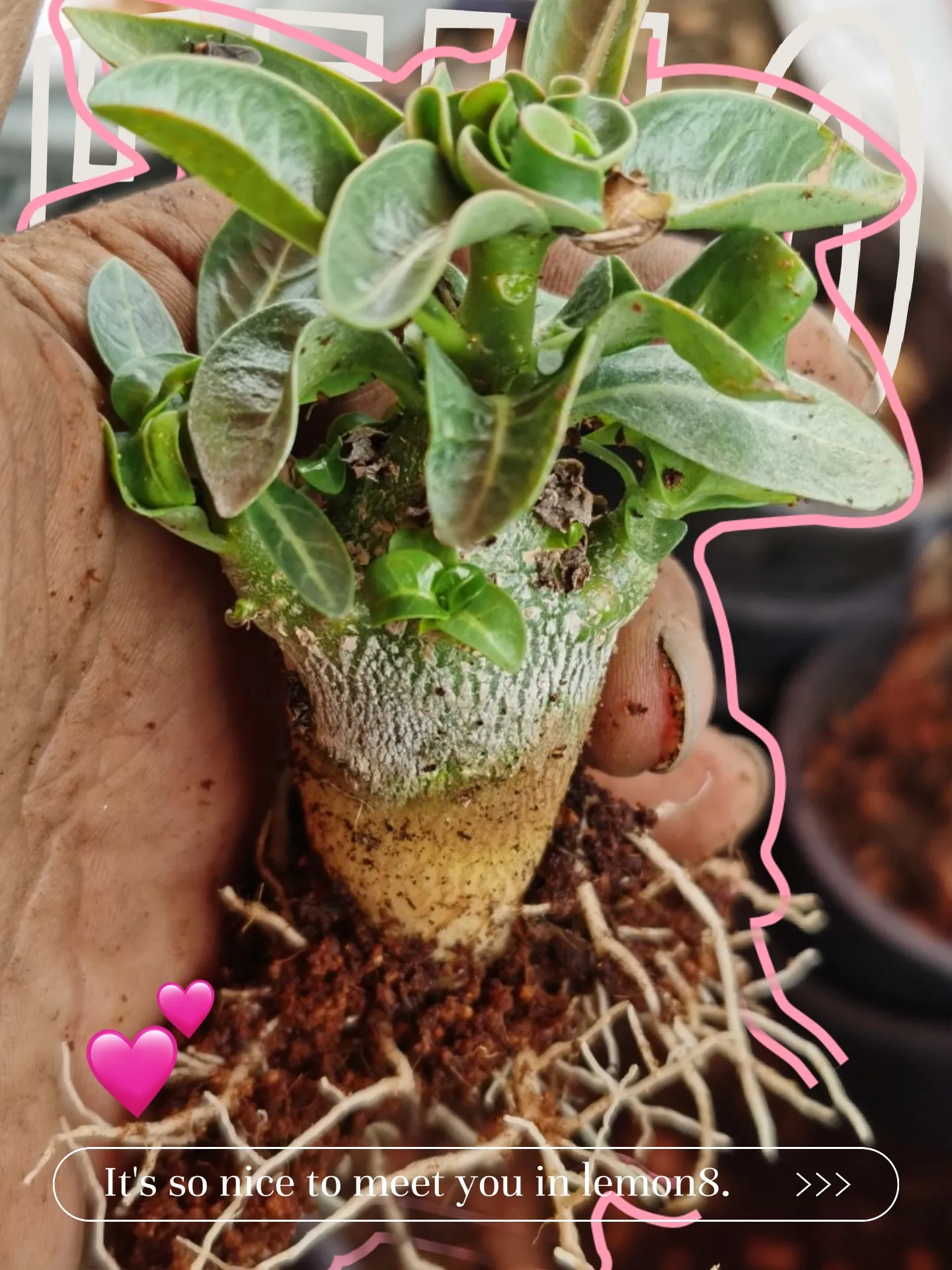 chalongkhaokae โพสต์ผลงานแล้ว | แกลเลอรีที่โพสต์โดย Chalong Khaokae | Lemon8