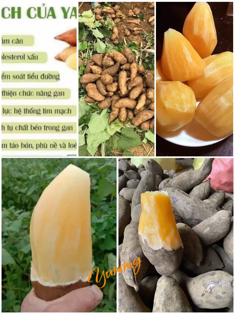 Yummy | Bộ sưu tập do Thu Lê đăng | Lemon8