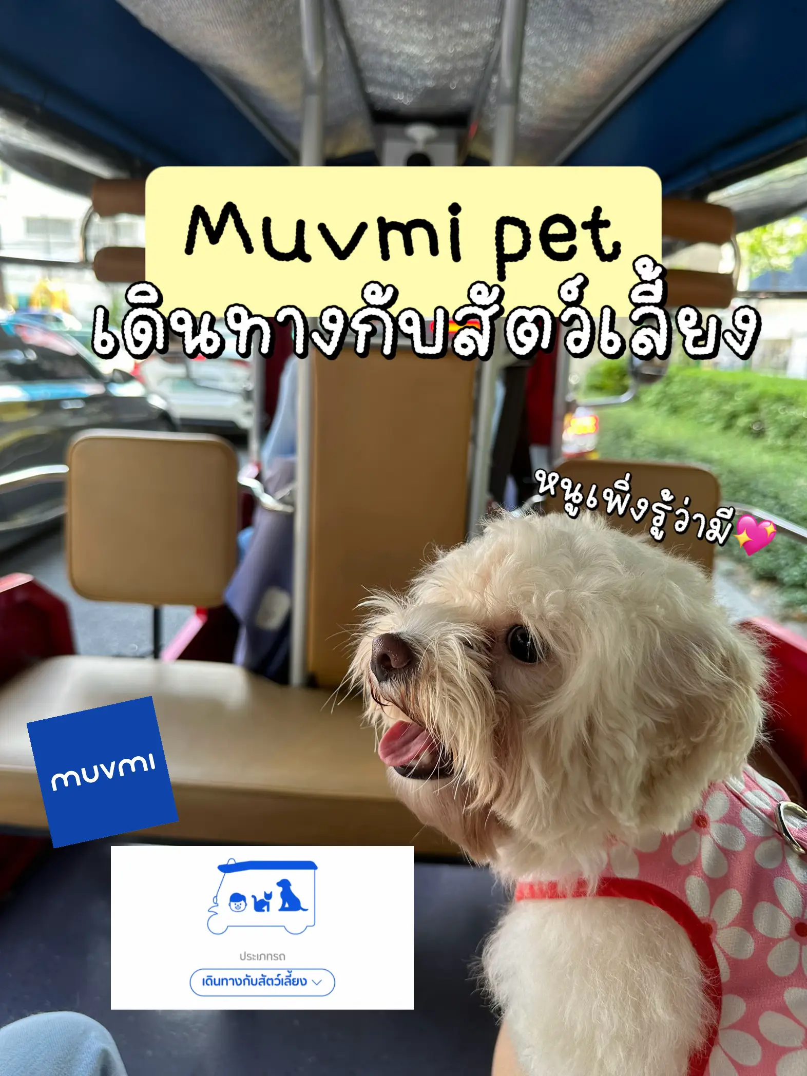 เพิ่งรู้ว่า Muvmi มีเดินทางกับสัตว์เลี้ยงด้วย🐶🛺 | แกลเลอรีที่โพสต์โดย ...